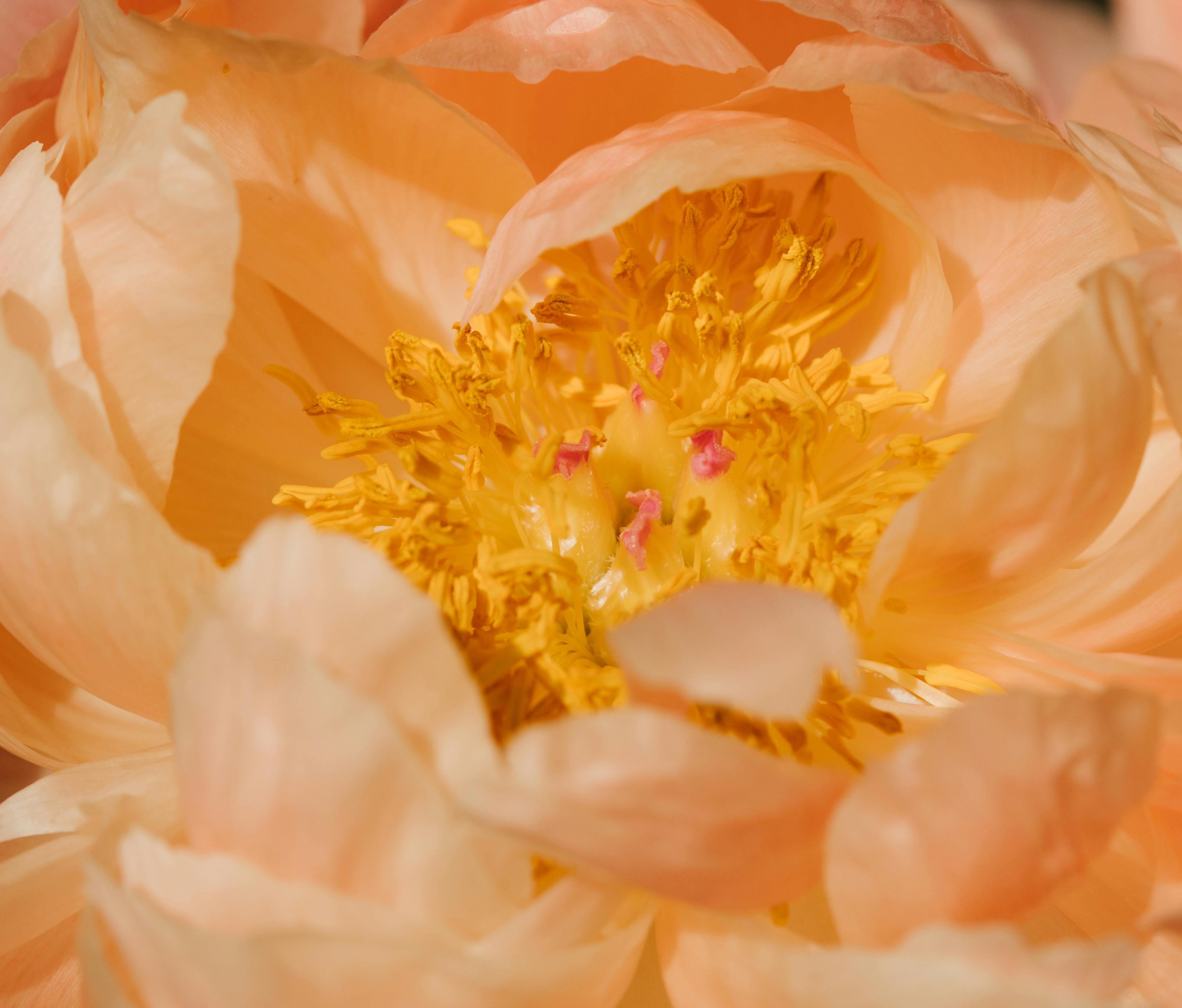 Stamen Structuur Photos, Download The BEST Free Stamen Structuur Stock ...