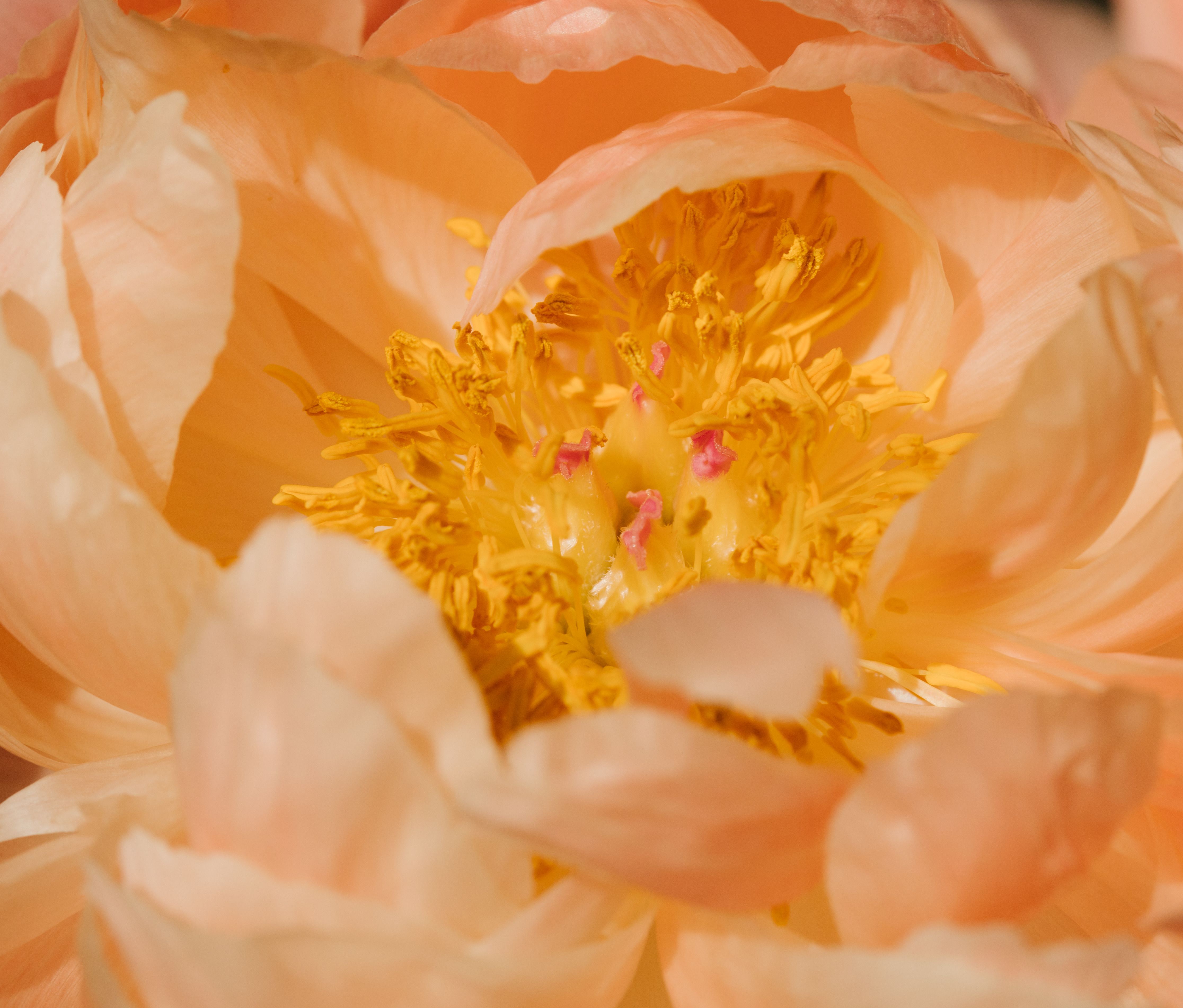 Close-up of a Flower Head · Free Stock Photo
