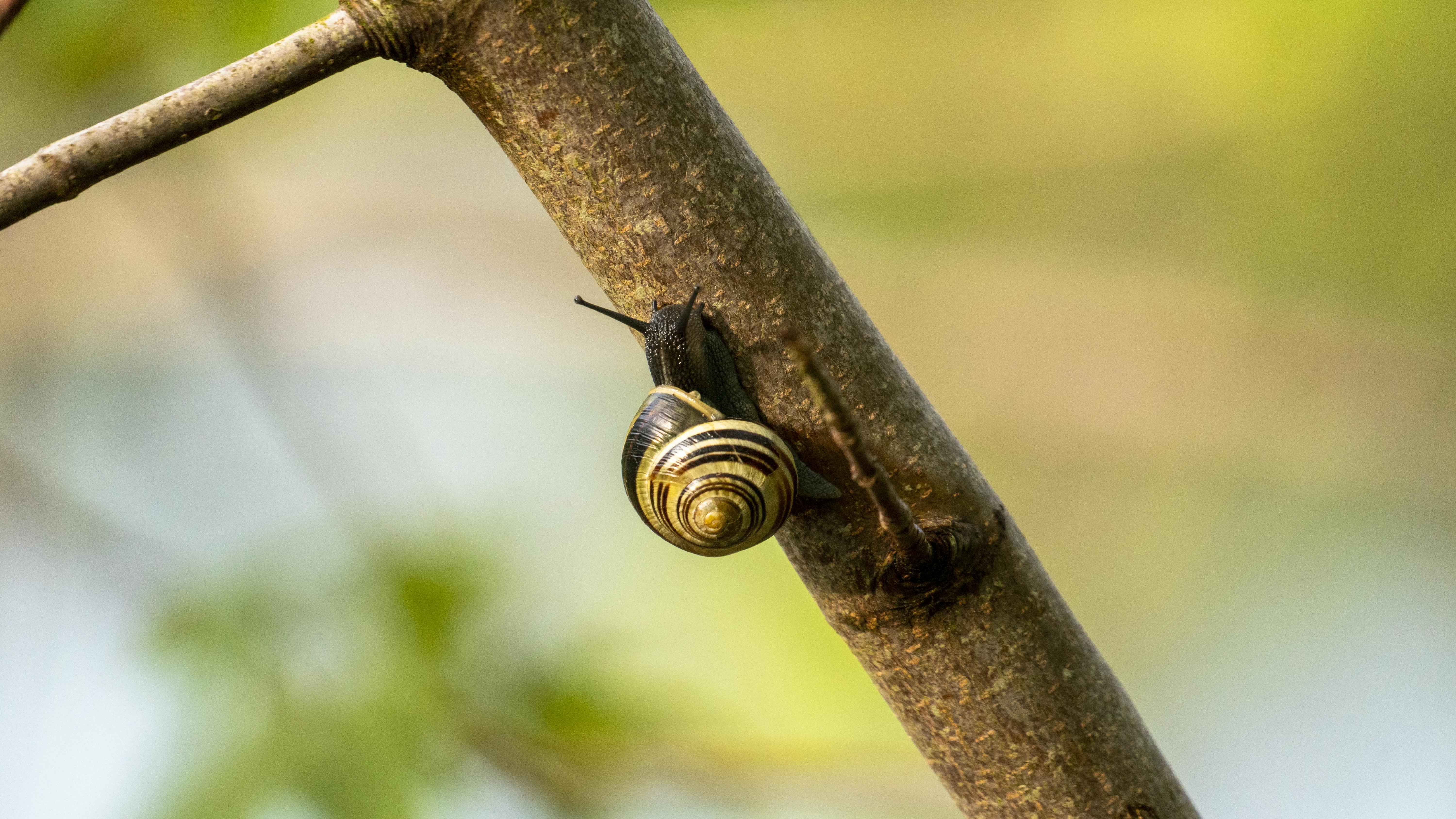 Snail on a Tree Branch · Free Stock Photo