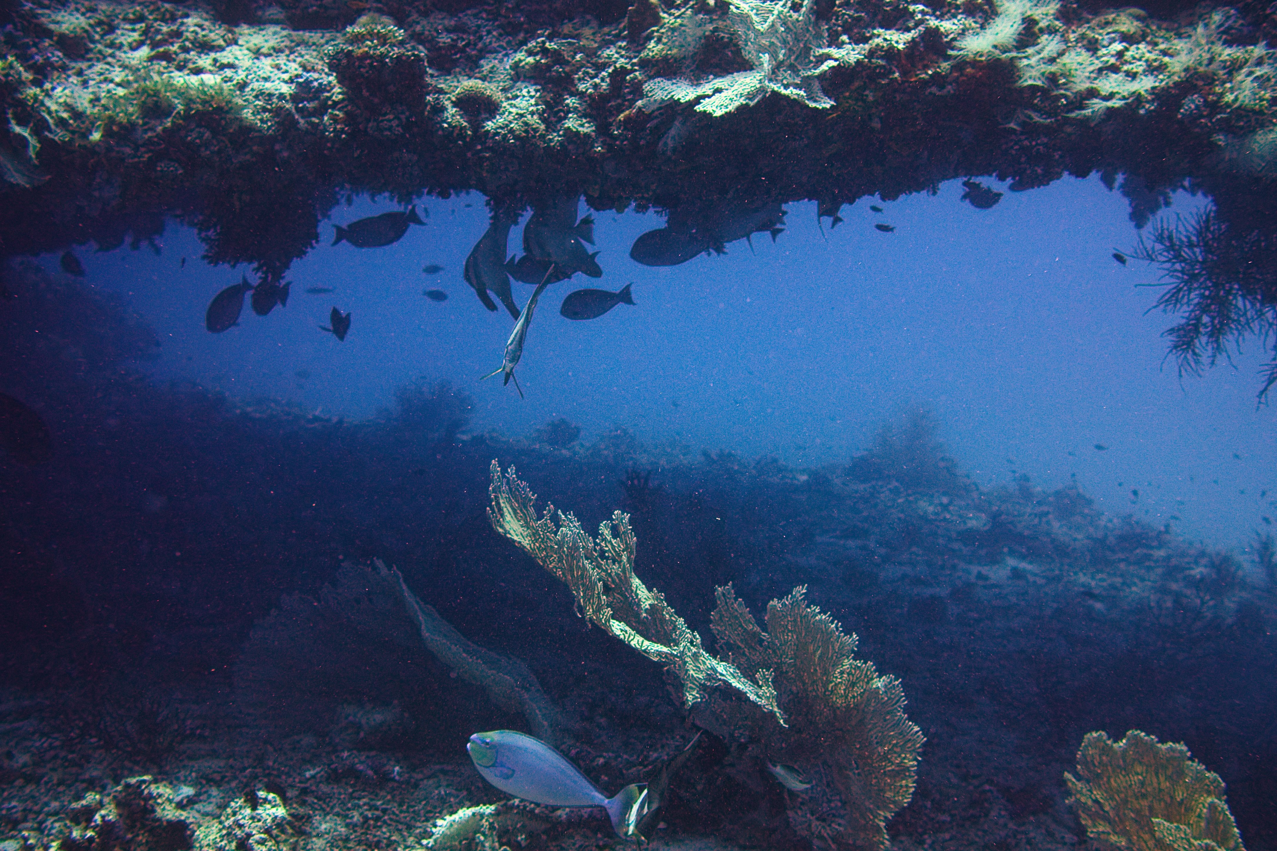 Brown Coral Reef in the Ocean · Free Stock Photo