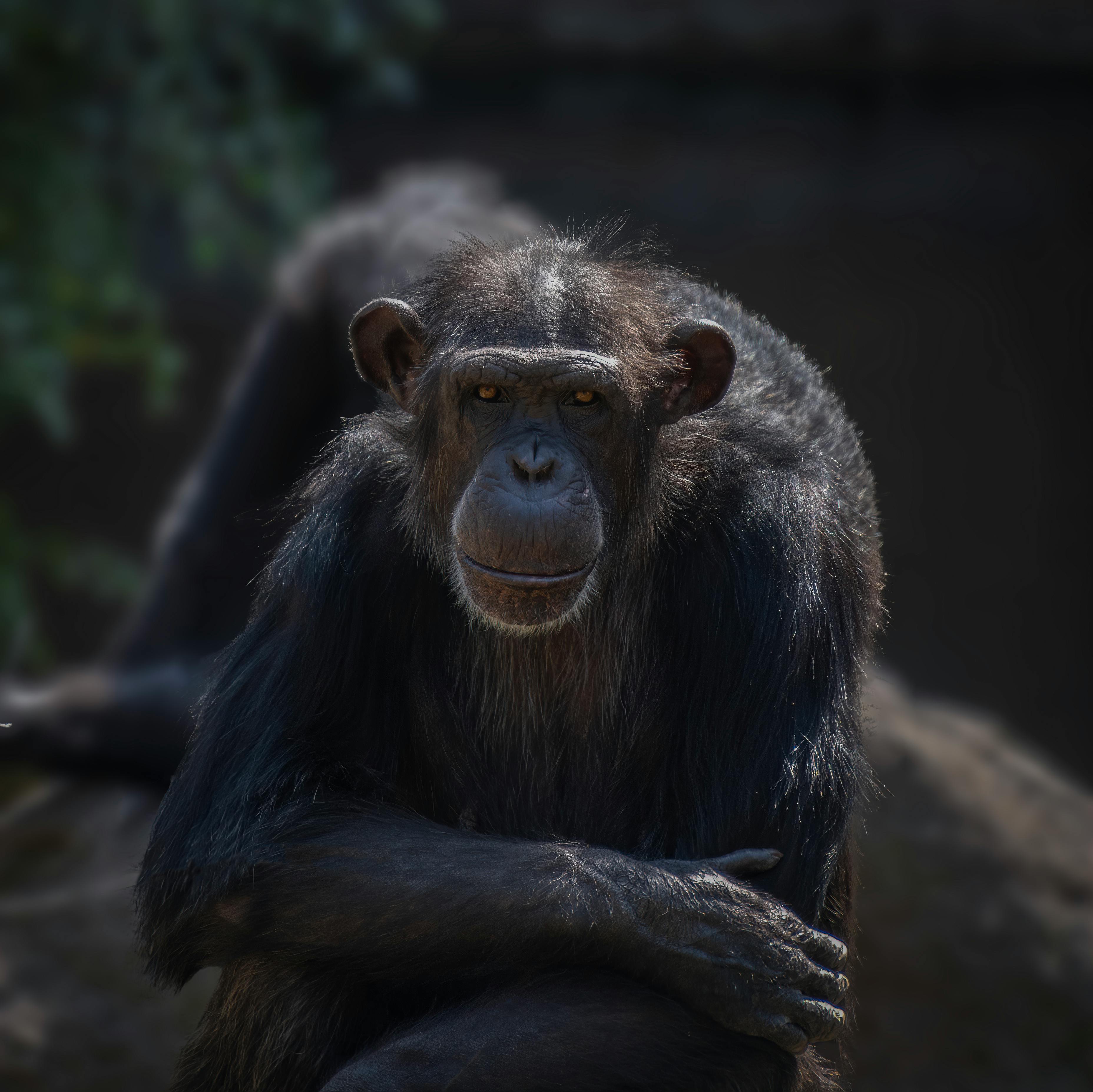 20.000+ melhores imagens de Macaco Pensando · Download 100% grátis ...