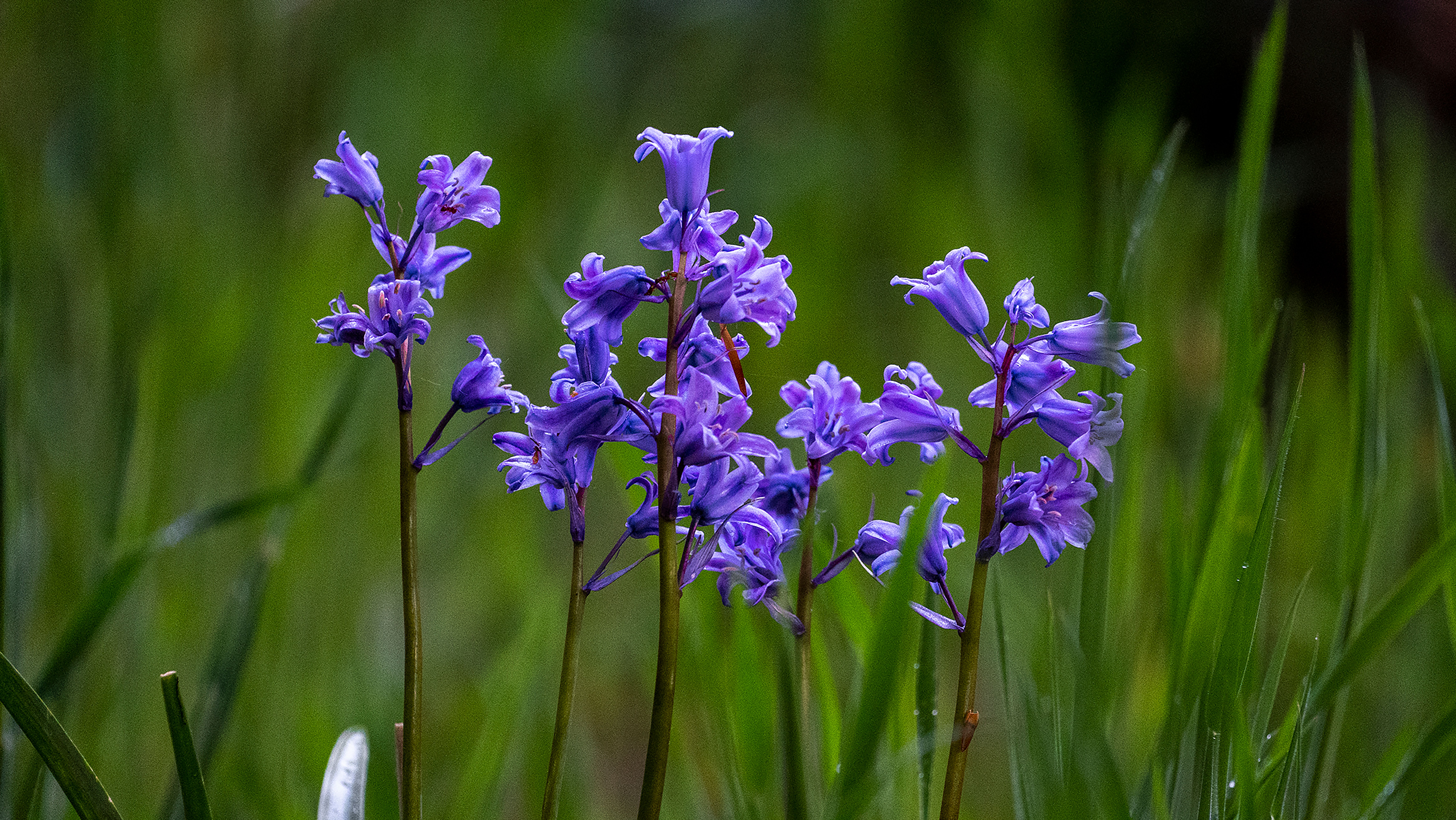 Close-up of Bluebells · Free Stock Photo