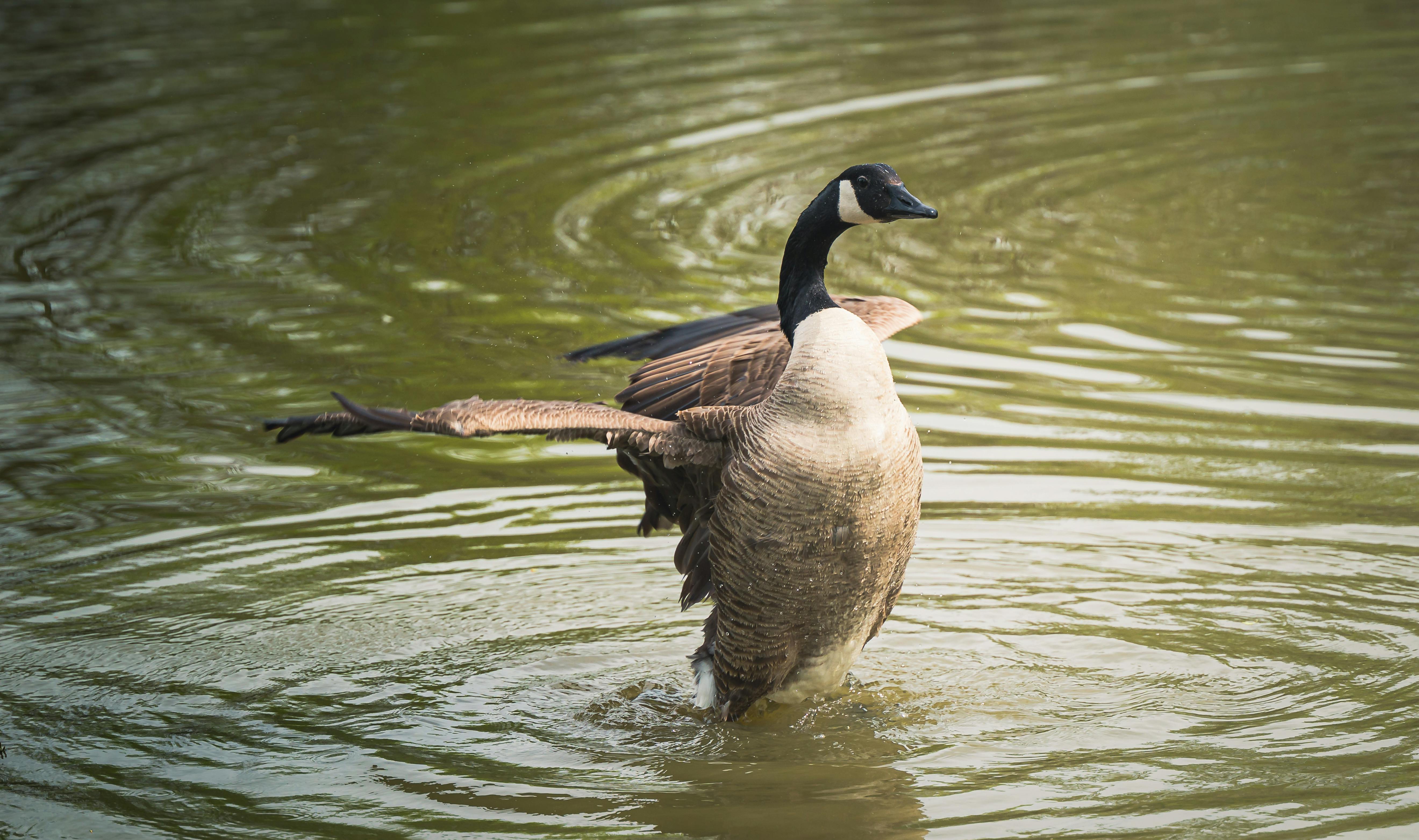 White Goose Standing Beside Concrete Bench Lot · Free Stock Photo