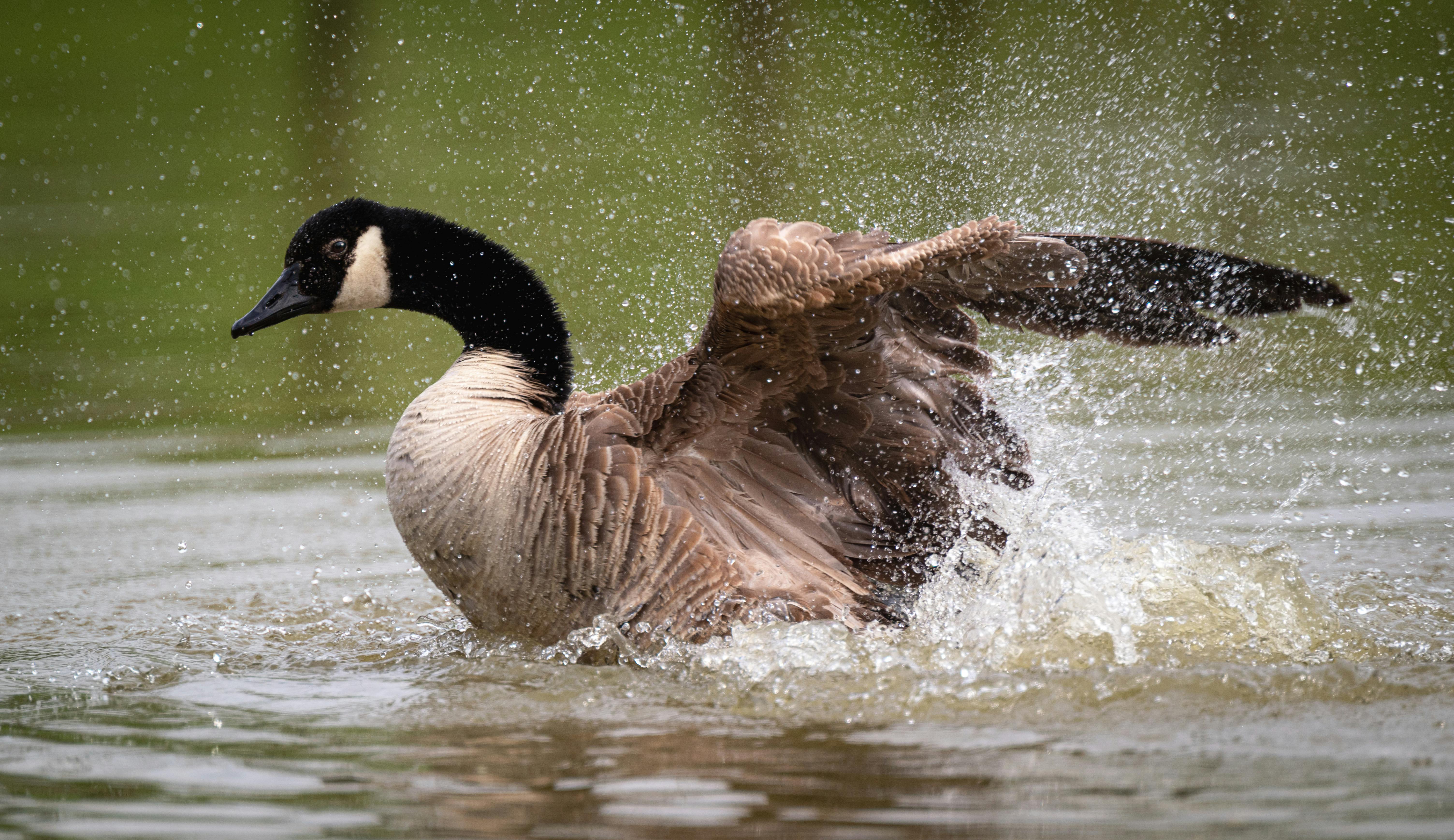 Goose Swimming in the Lake · Free Stock Photo