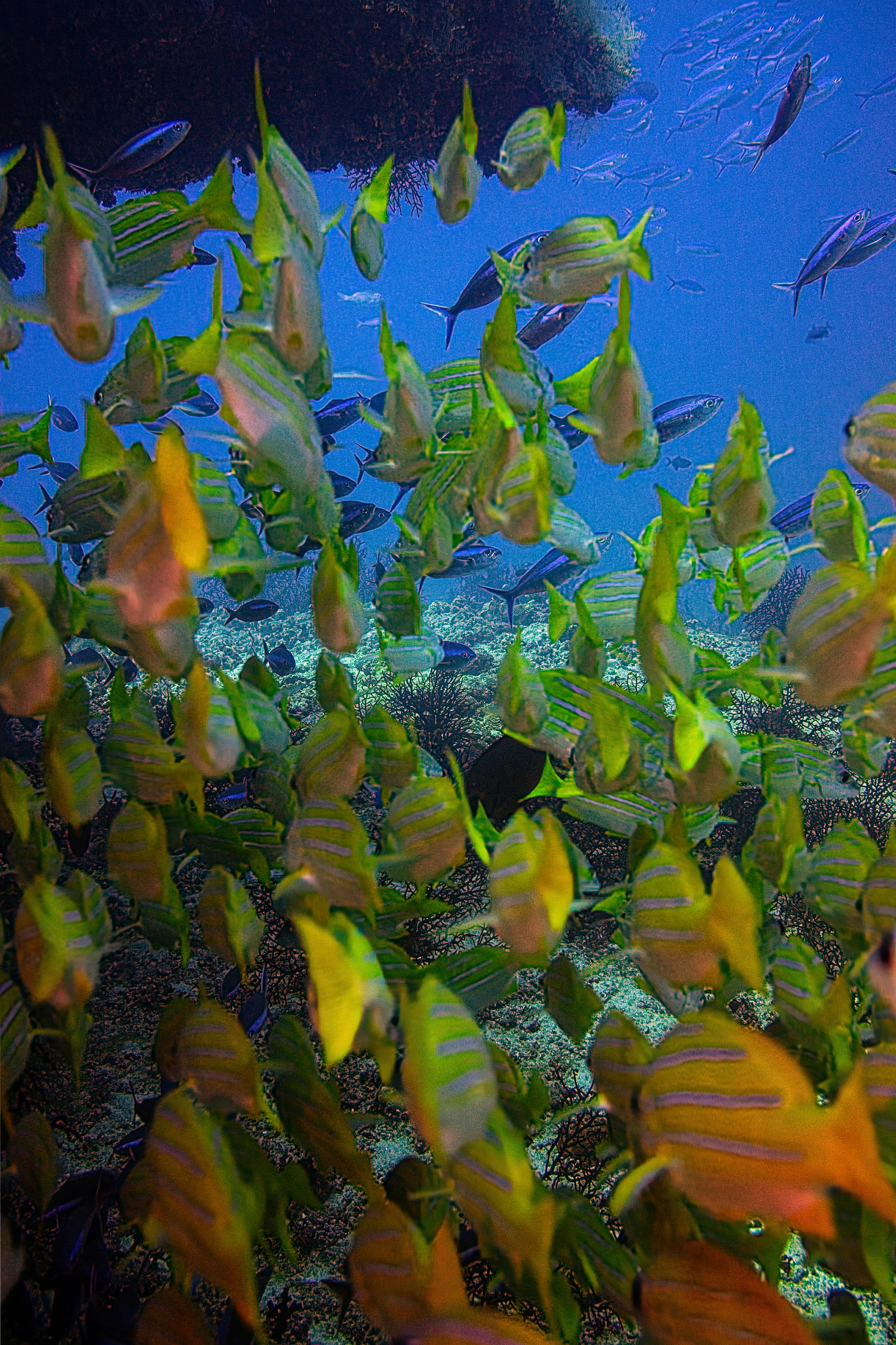 Fishes Swimming Together · Free Stock Photo