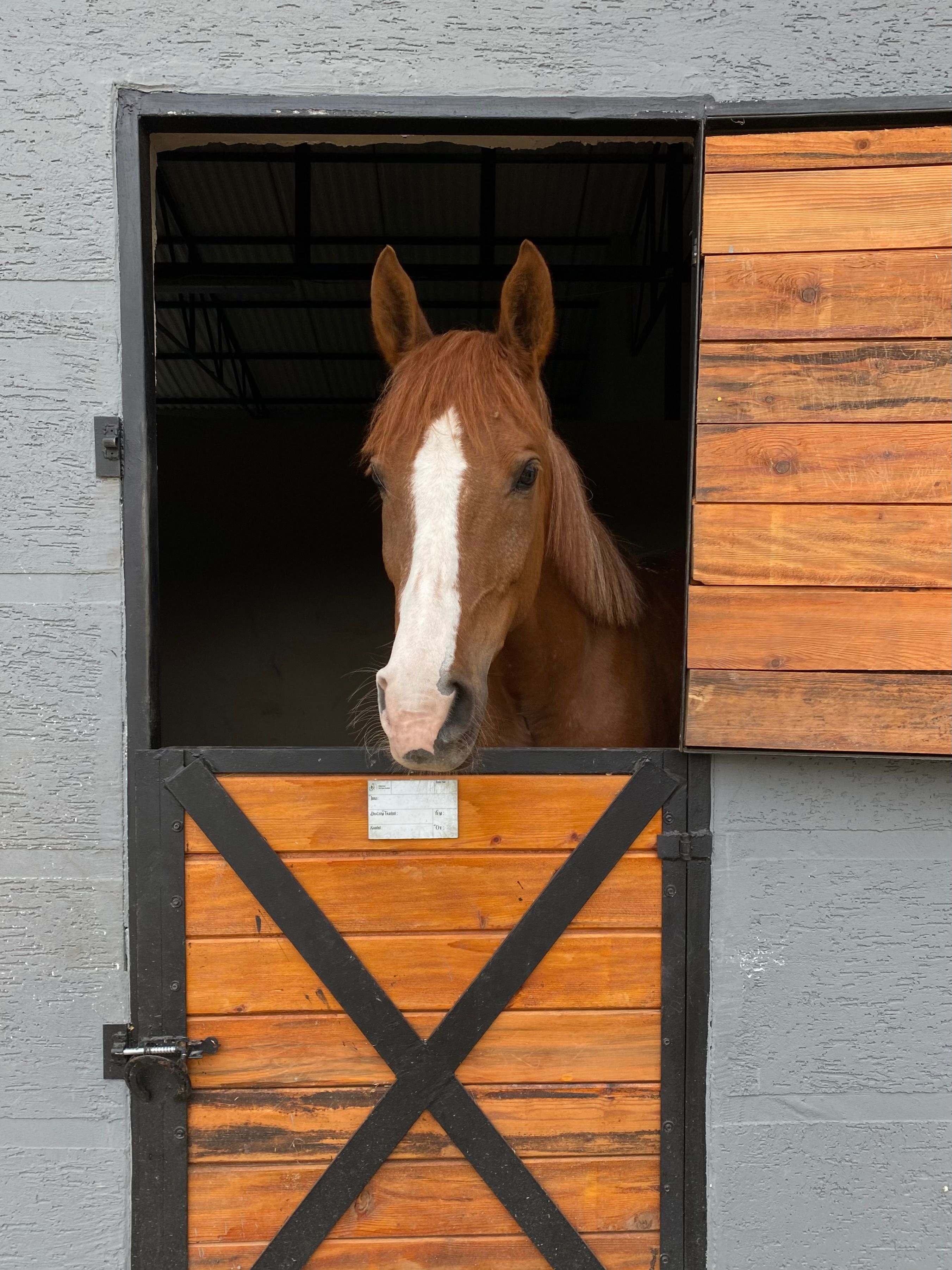 Horse Looking out of the Stable · Free Stock Photo