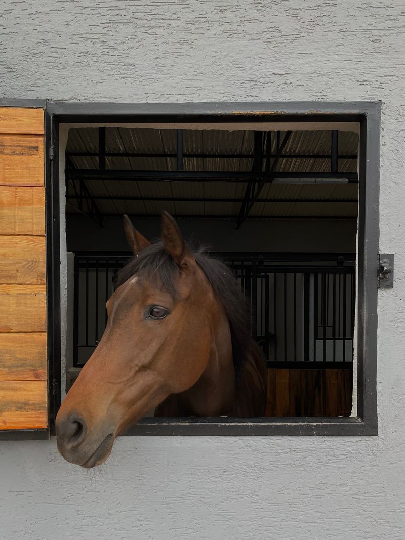 Horse In A Stable Photos, Download The BEST Free Horse In A Stable ...