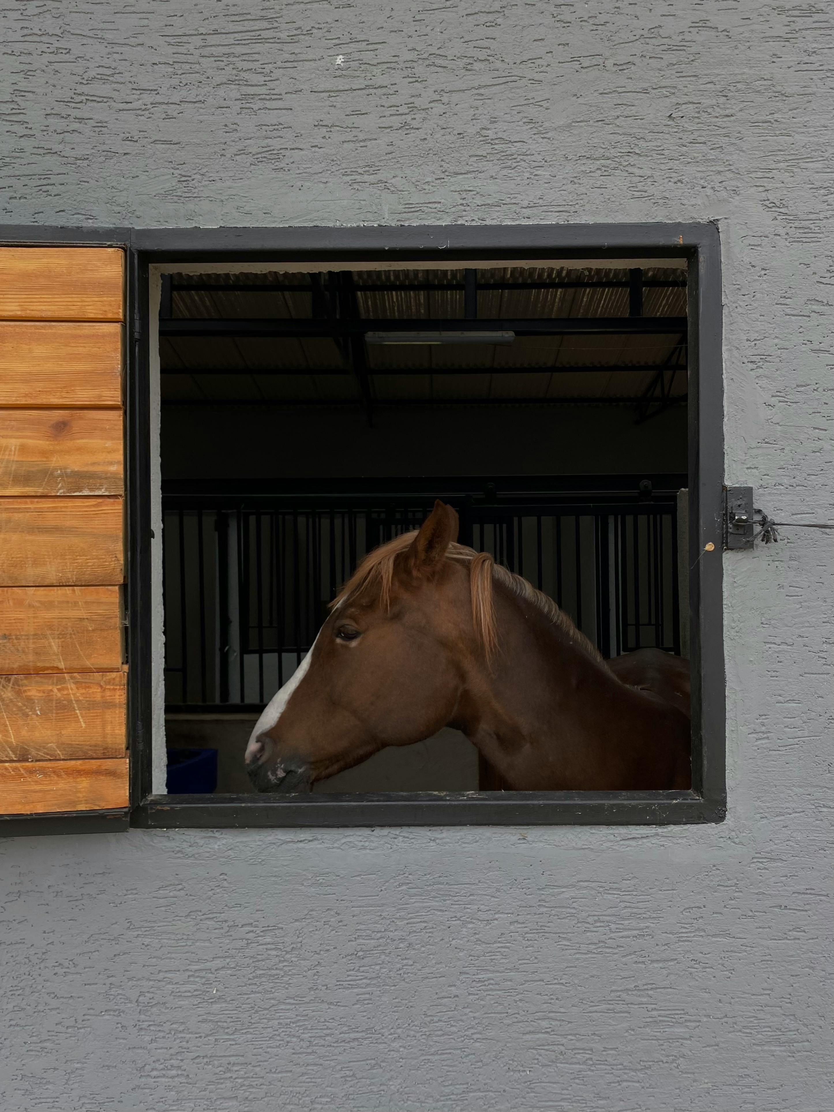 Brown Horse Seen in a Stable Window · Free Stock Photo