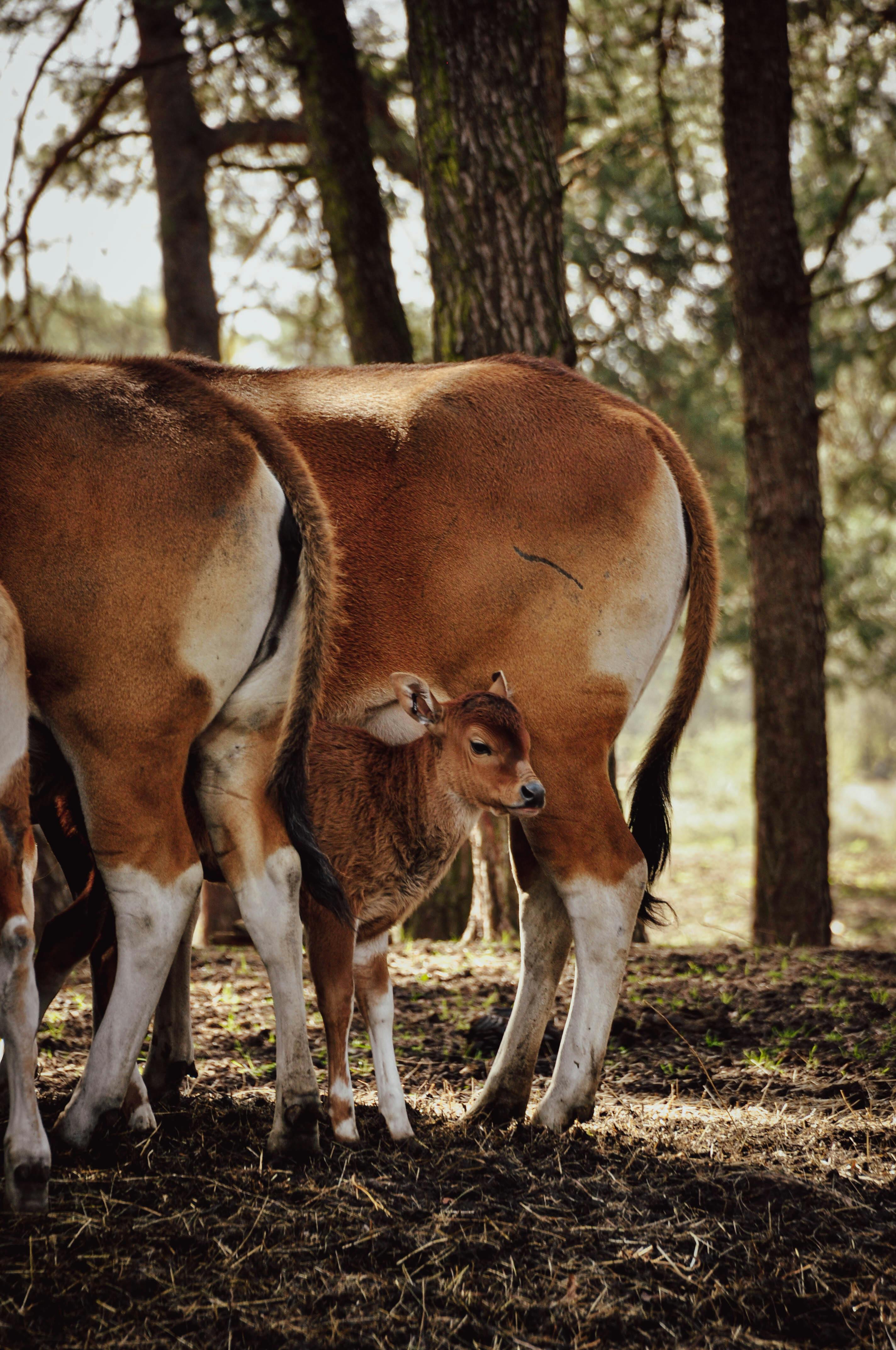 Korean Cattle Photos, Download The BEST Free Korean Cattle Stock Photos ...
