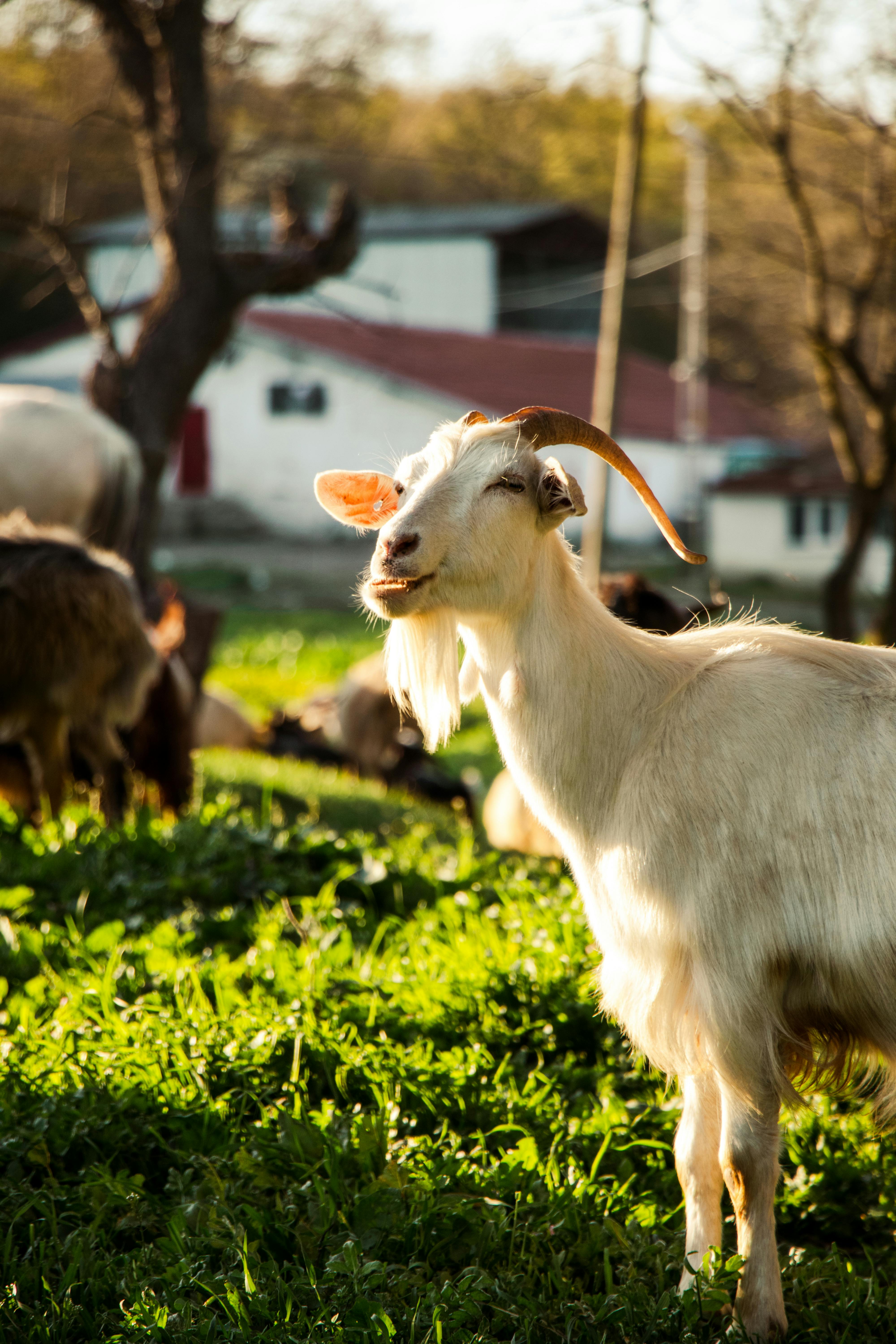 Person Patting Goat · Free Stock Photo