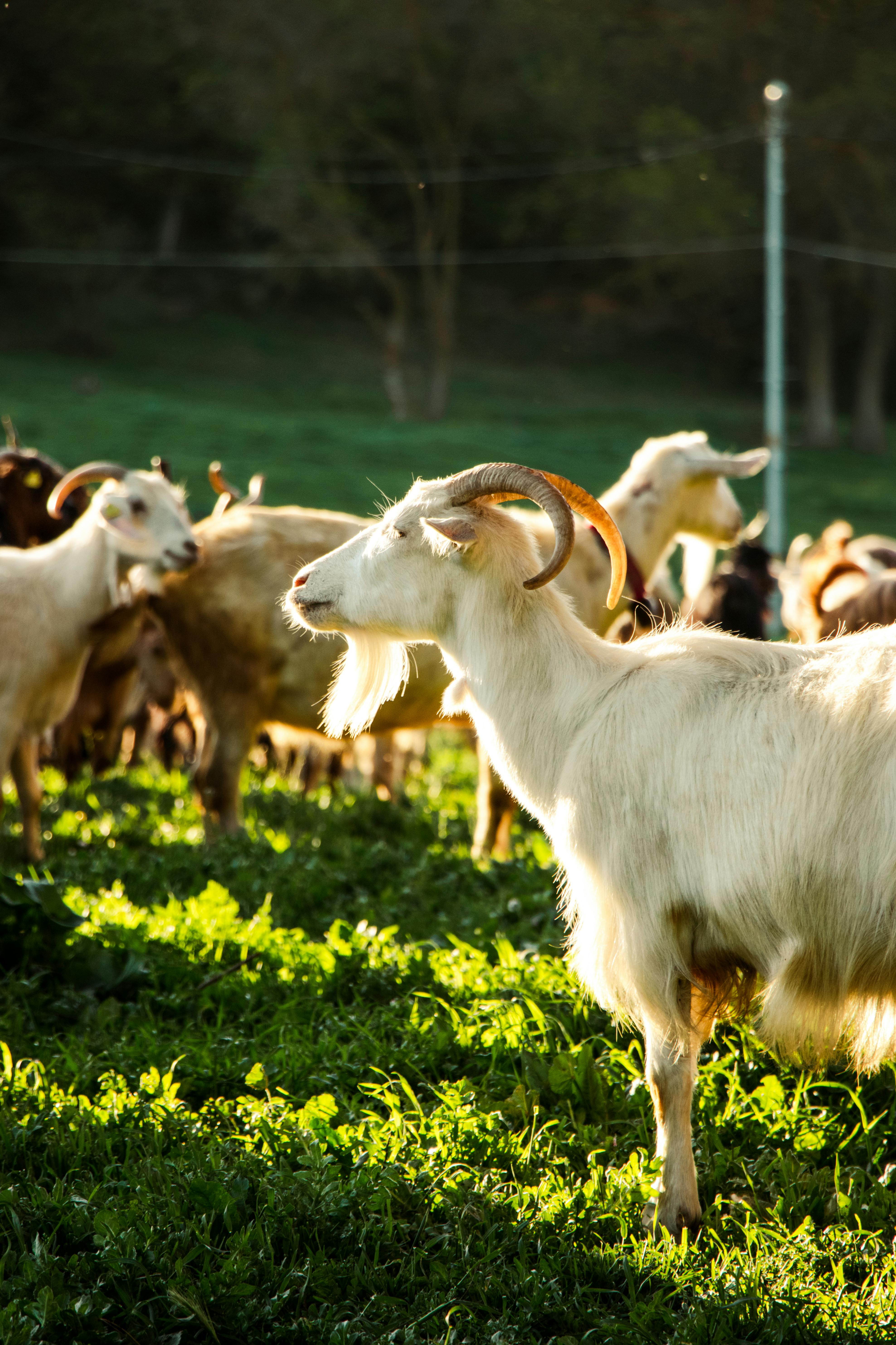 Herd of Goats on the Farm · Free Stock Photo