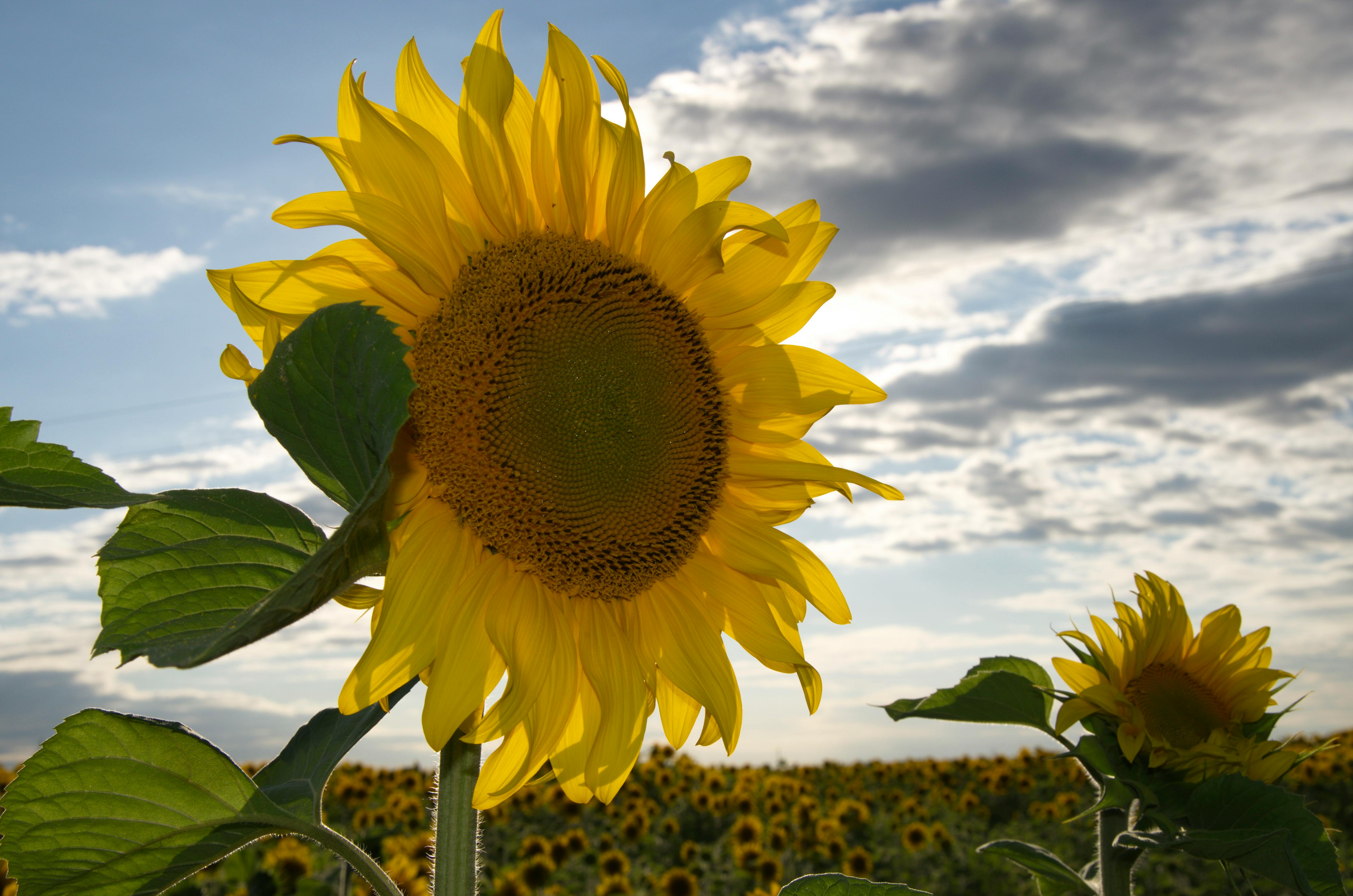 Desktop Wallpaper Sunflower Photos, Download The BEST Free Desktop ...