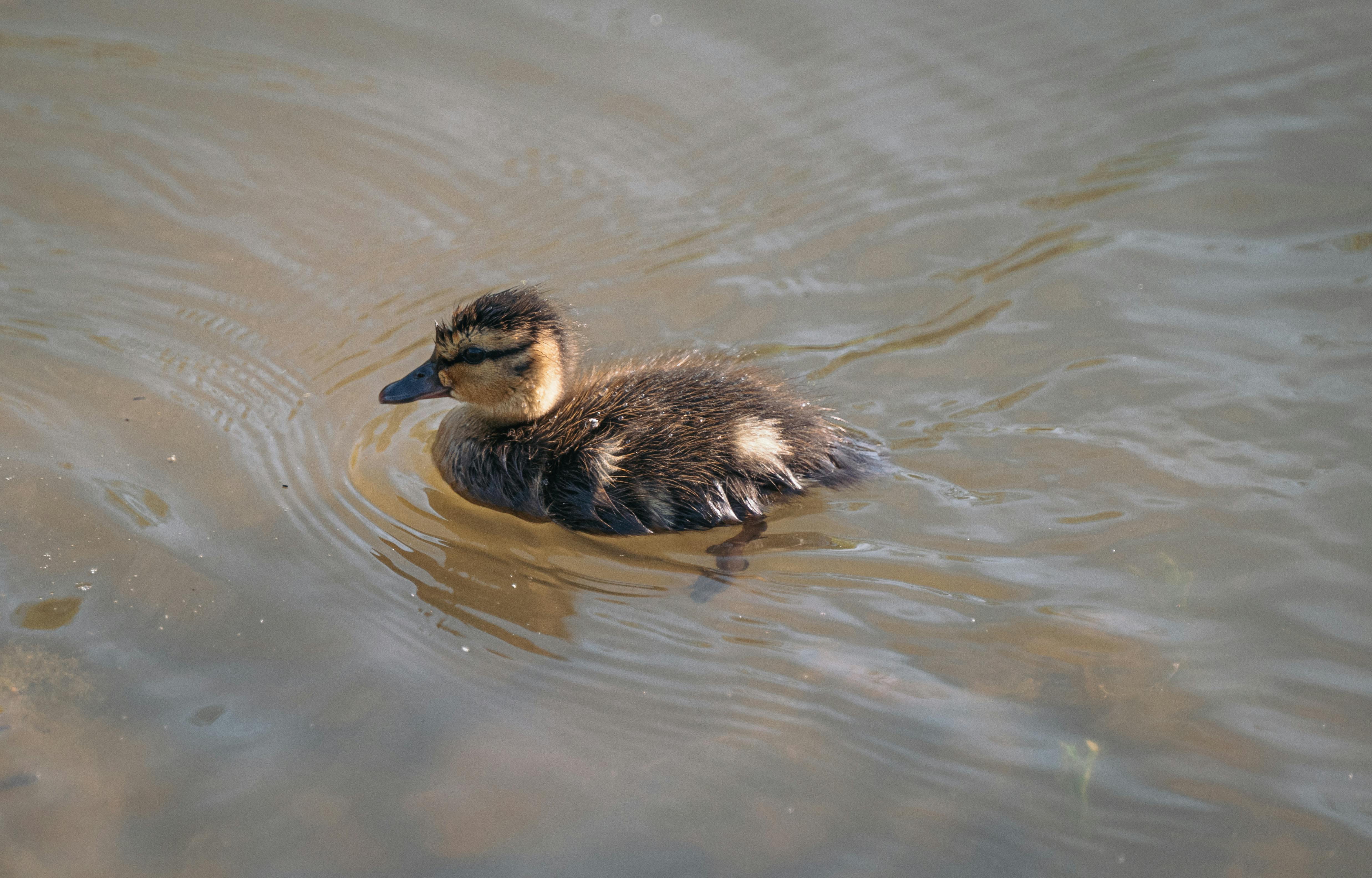 Yellow Duckling on Gray Dirt · Free Stock Photo
