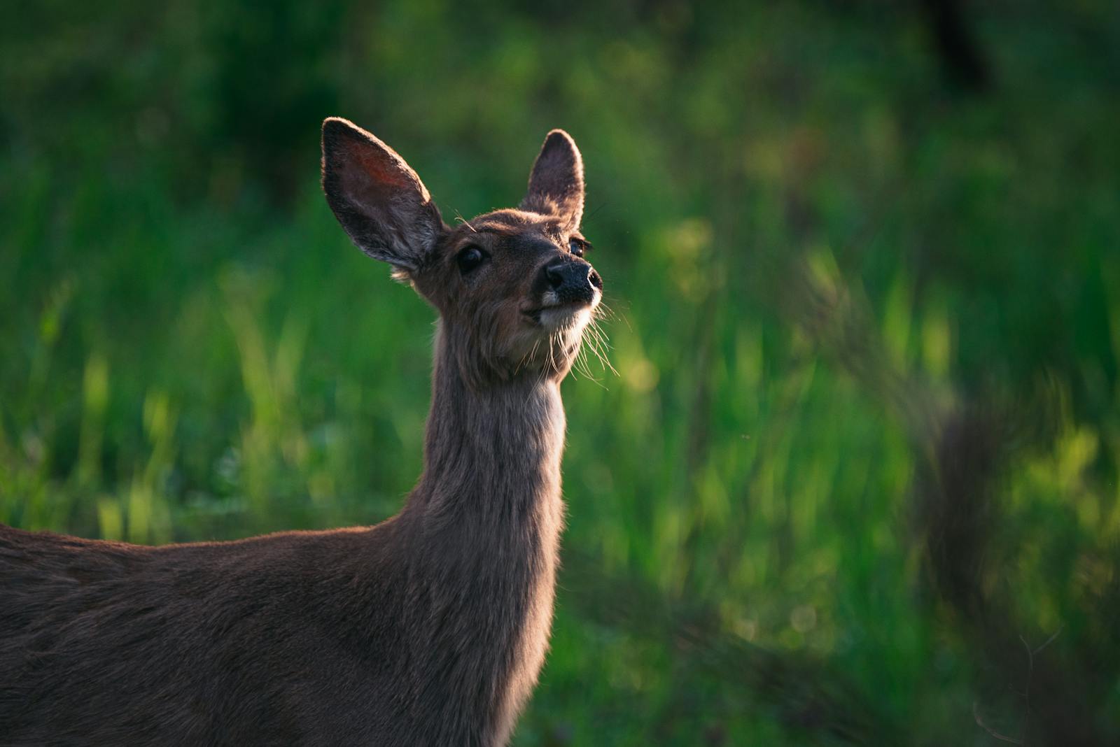 Deer Anatomy Photos, Download The BEST Free Deer Anatomy Stock Photos ...