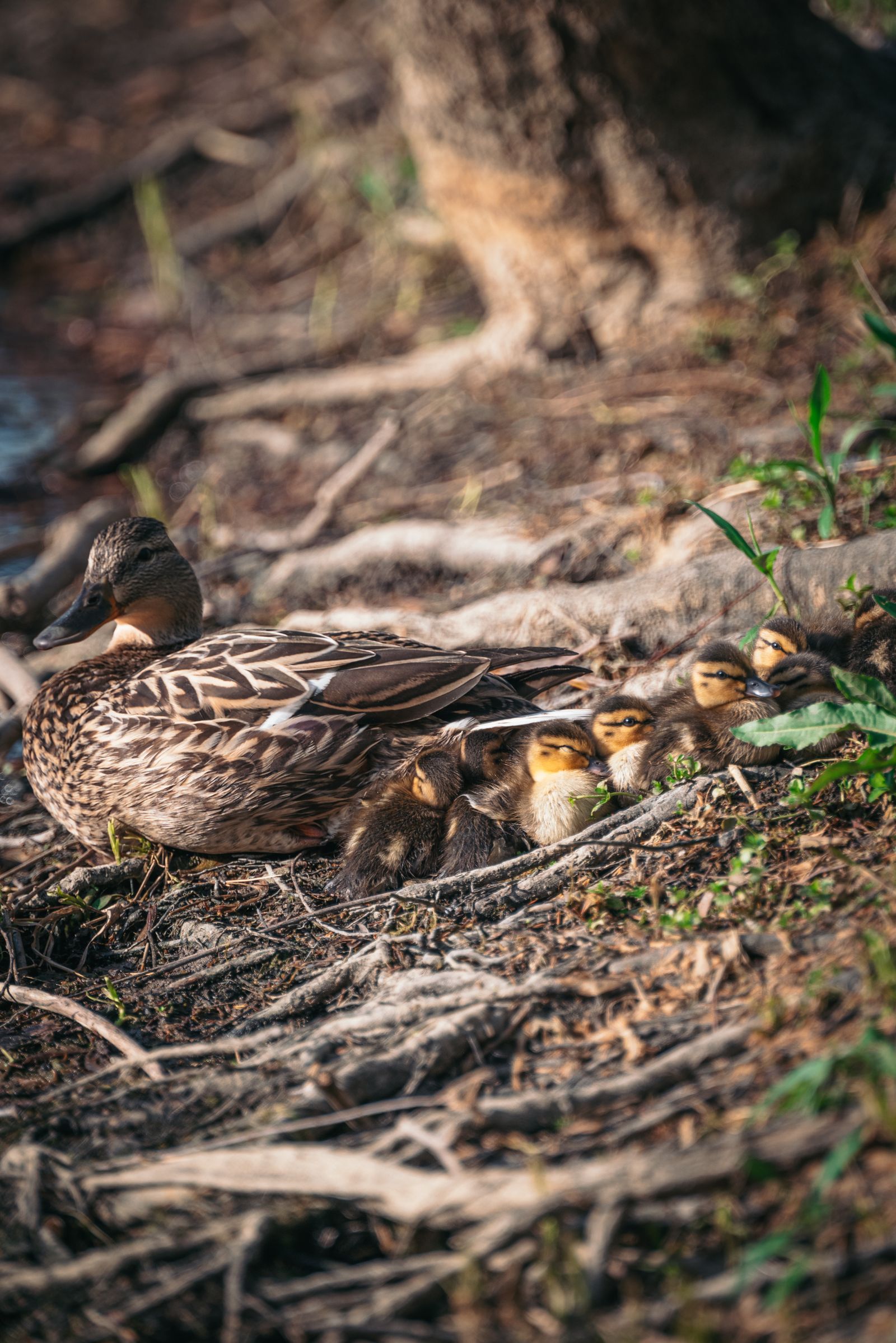 Vera Duck Photos, Download The BEST Free Vera Duck Stock Photos & HD Images
