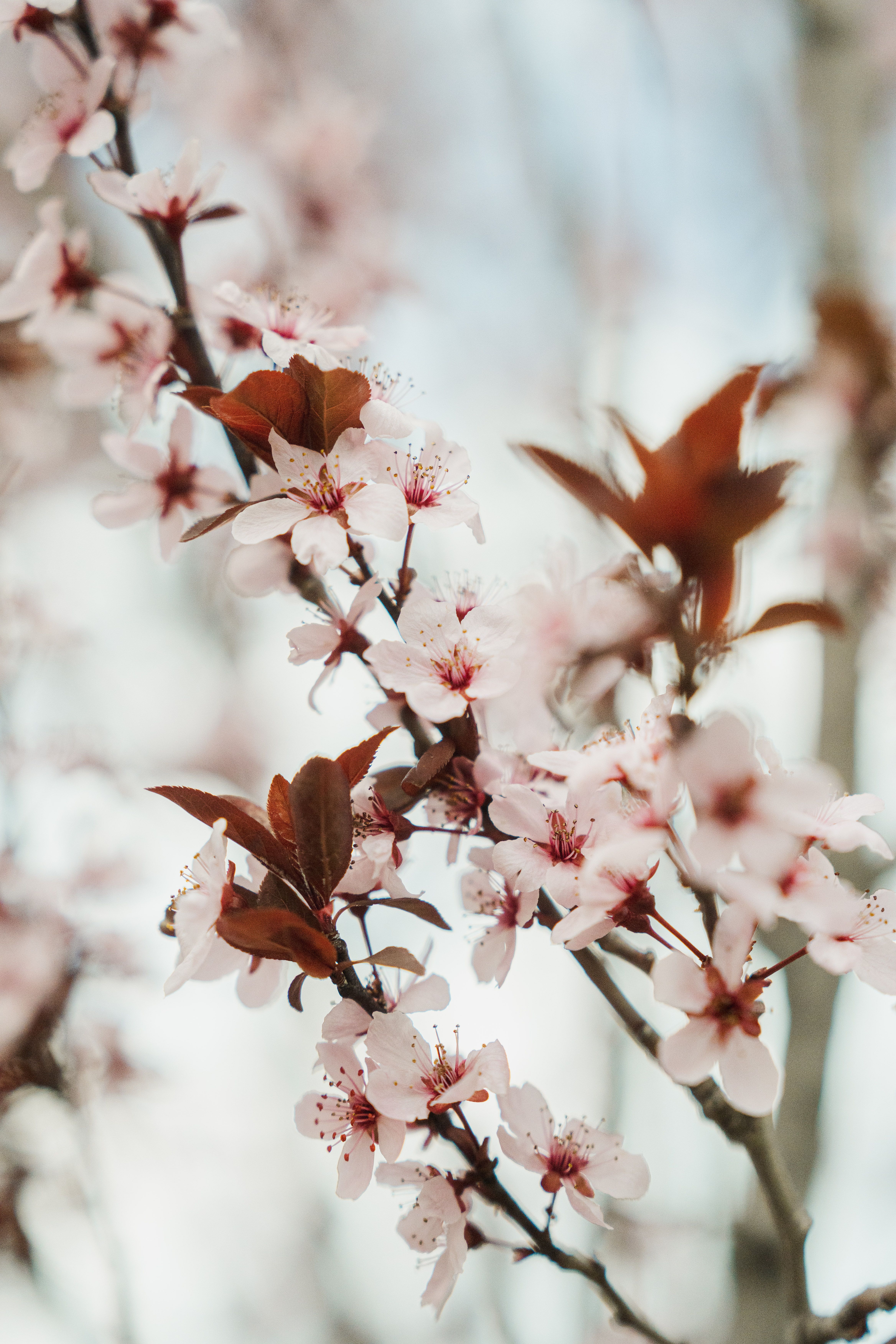 Close-up of Magnolia Petals · Free Stock Photo
