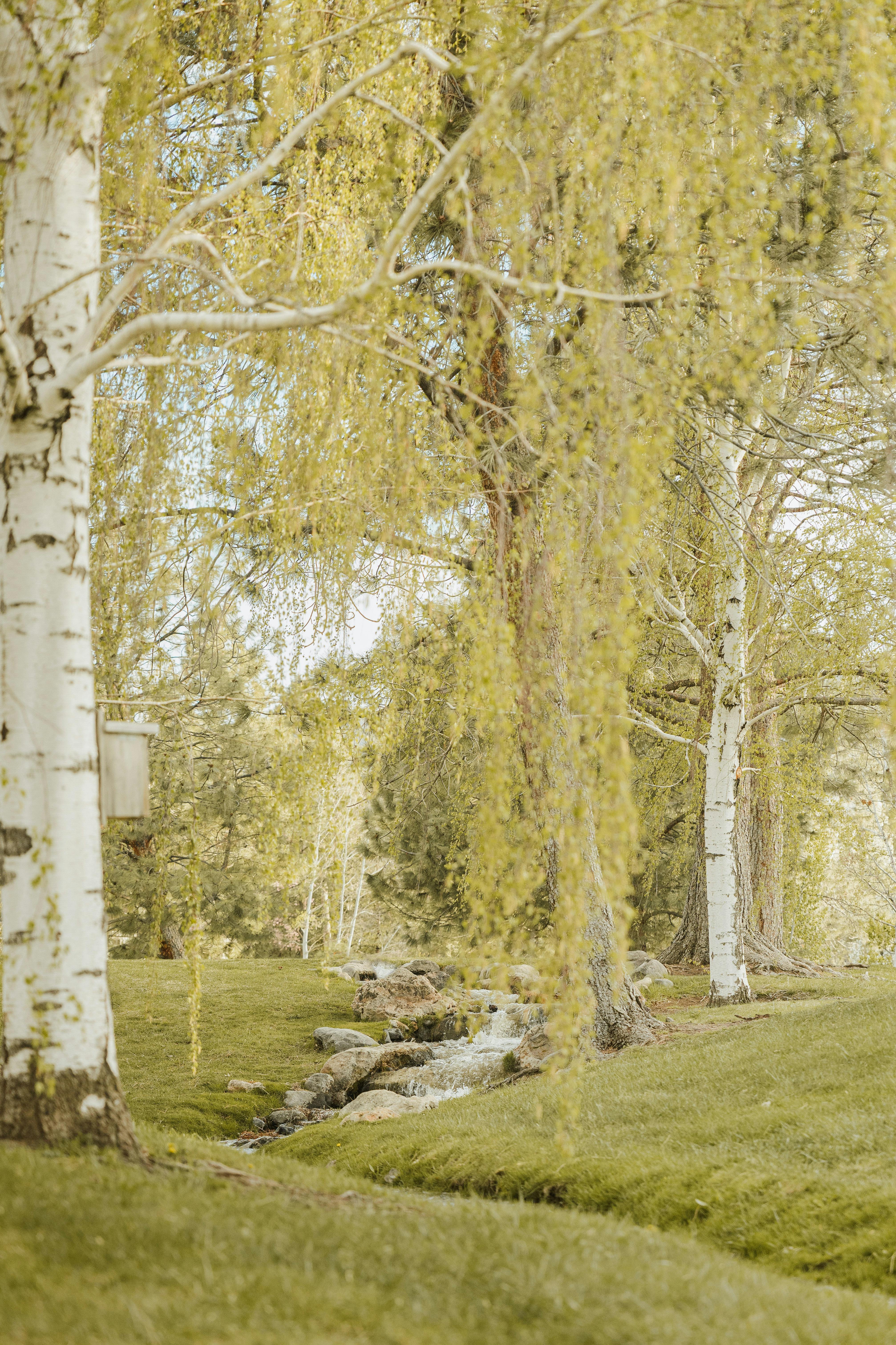 Birch Trees in Spring · Free Stock Photo