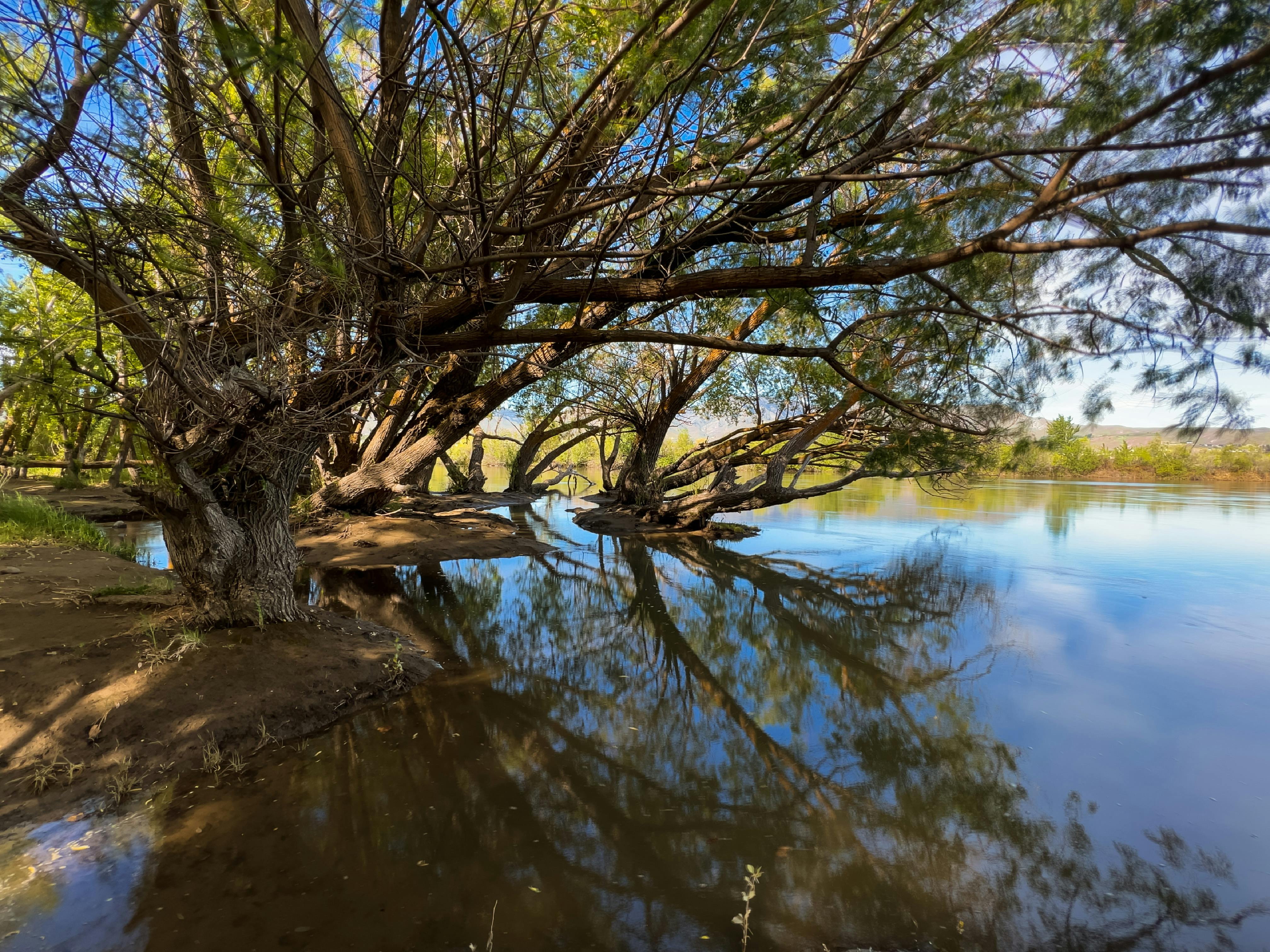 Old Tree Spreading Branches over Water · Free Stock Photo