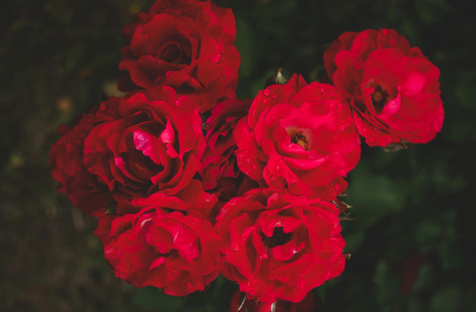 Dark Red Flowers Photos, Download The BEST Free Dark Red Flowers Stock ...