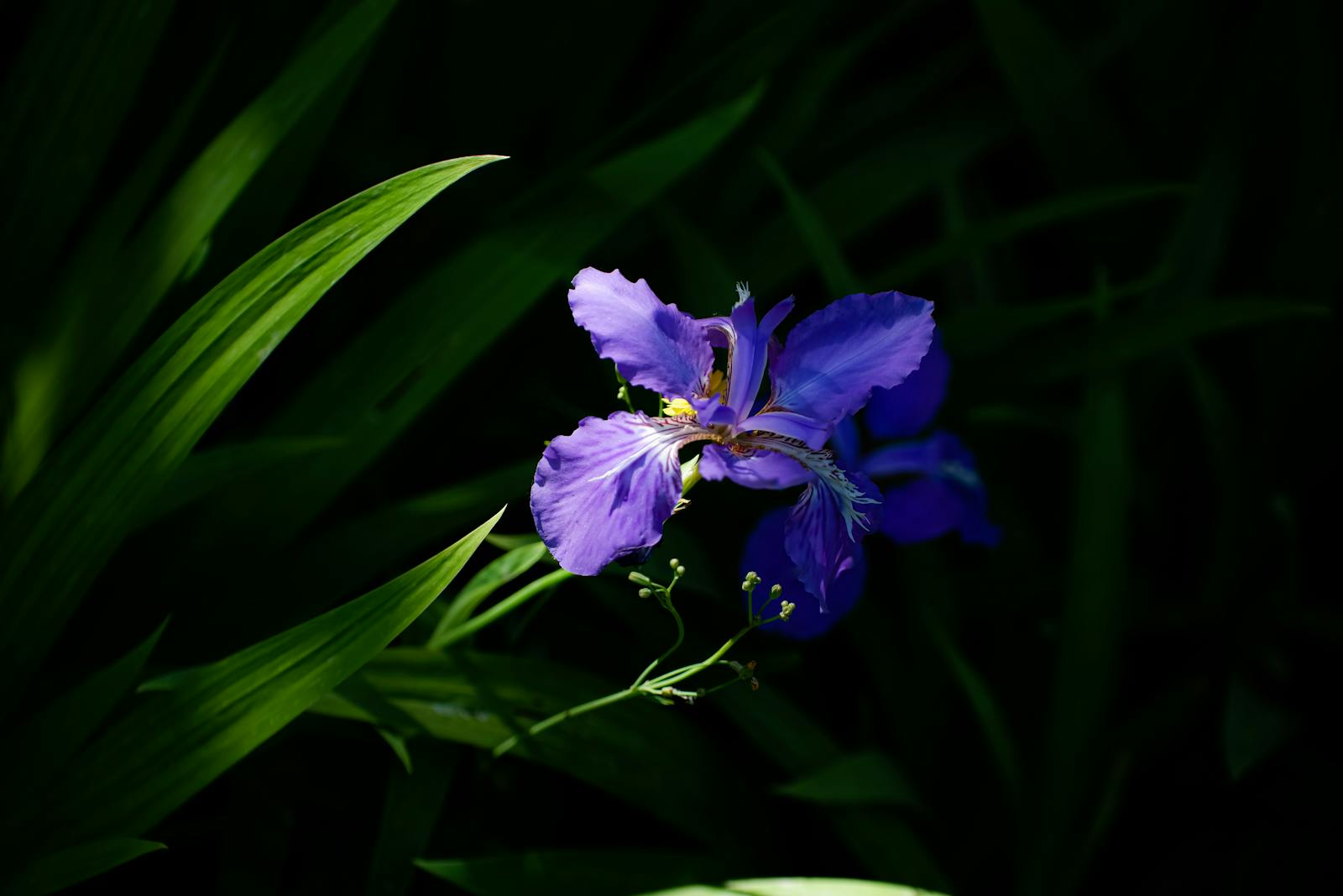 Iris Flower Photos, Download The BEST Free Iris Flower Stock Photos ...