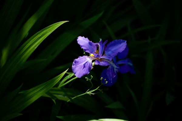 Iris Flower Photos, Download The BEST Free Iris Flower Stock Photos ...