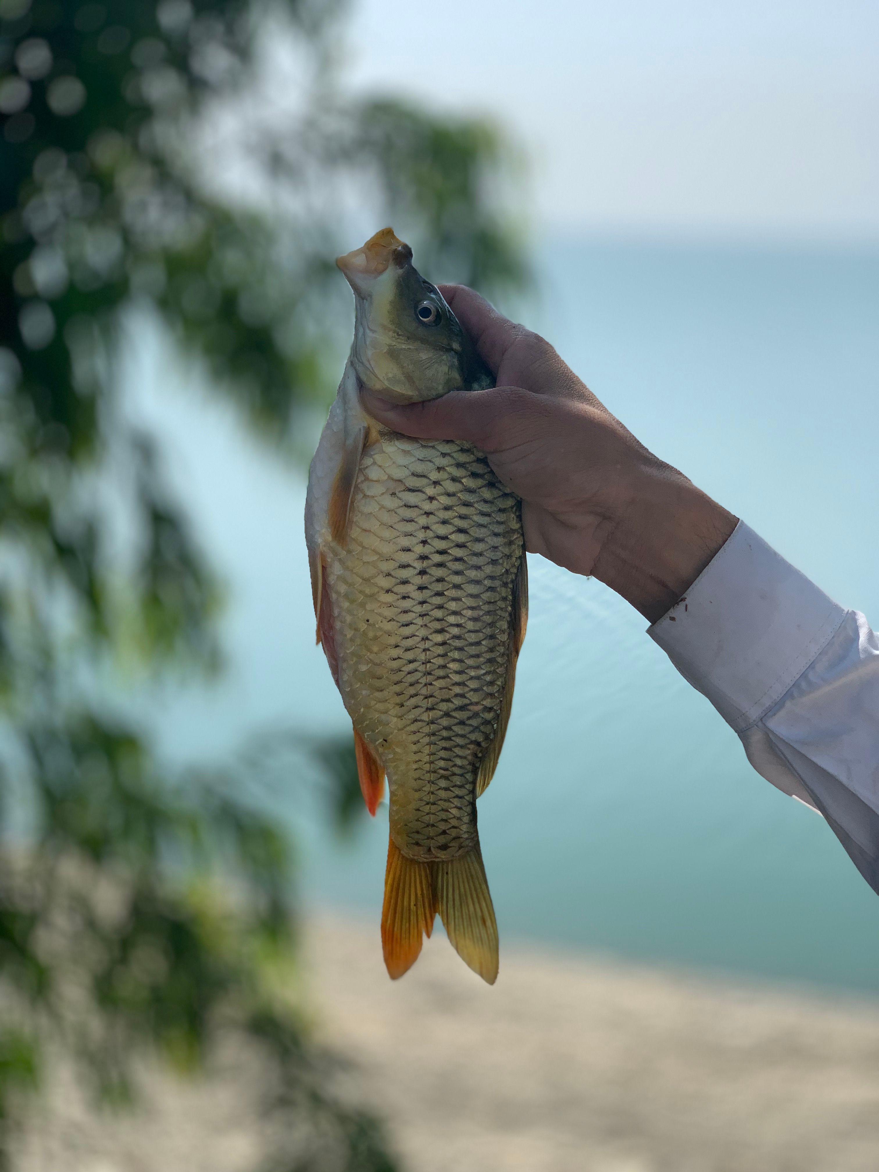 Person Holding Raw Fish · Free Stock Photo