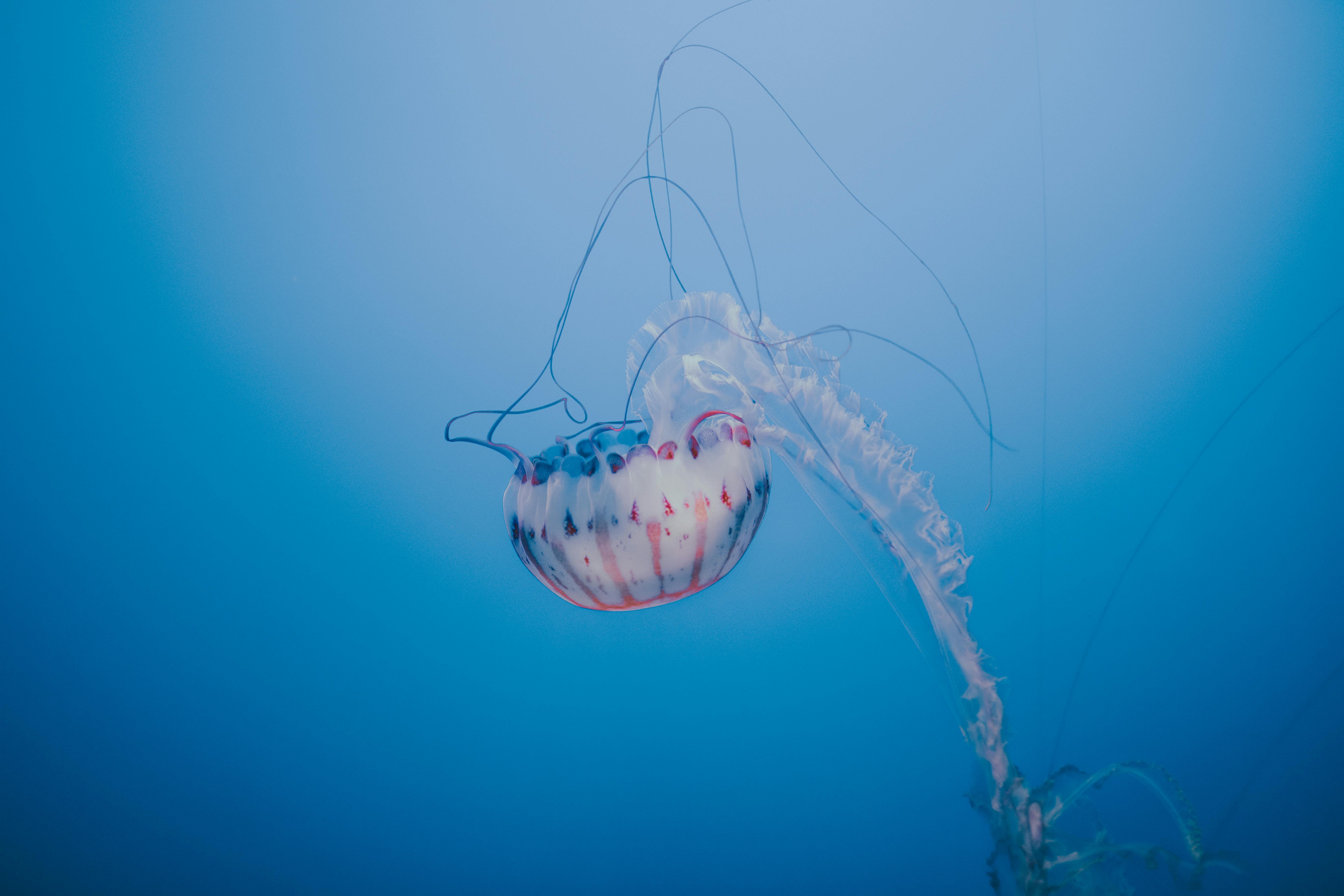 Jellyfish Inside An Aquarium · Free Stock Photo