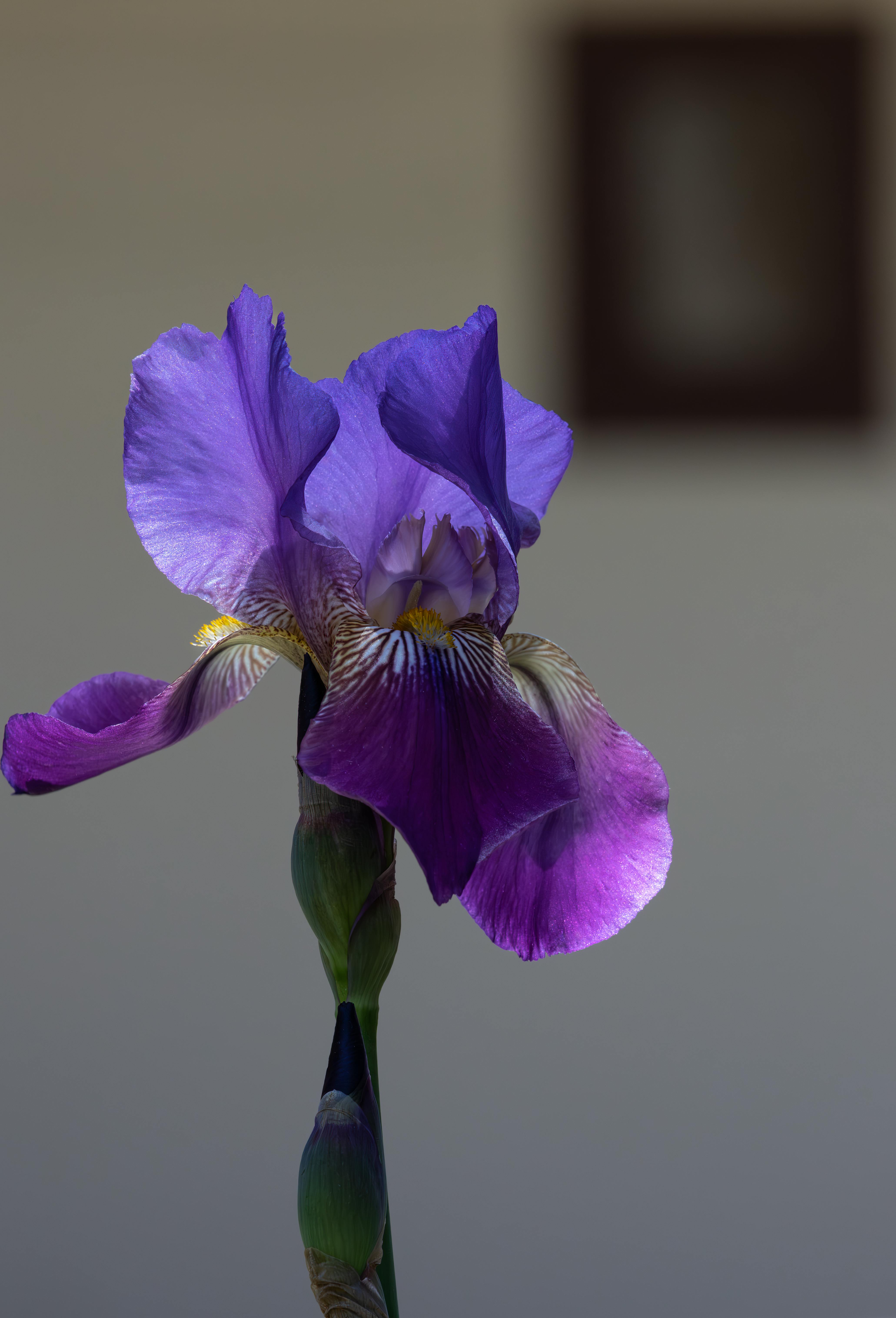 Close up of Exotic, Blue Flower · Free Stock Photo