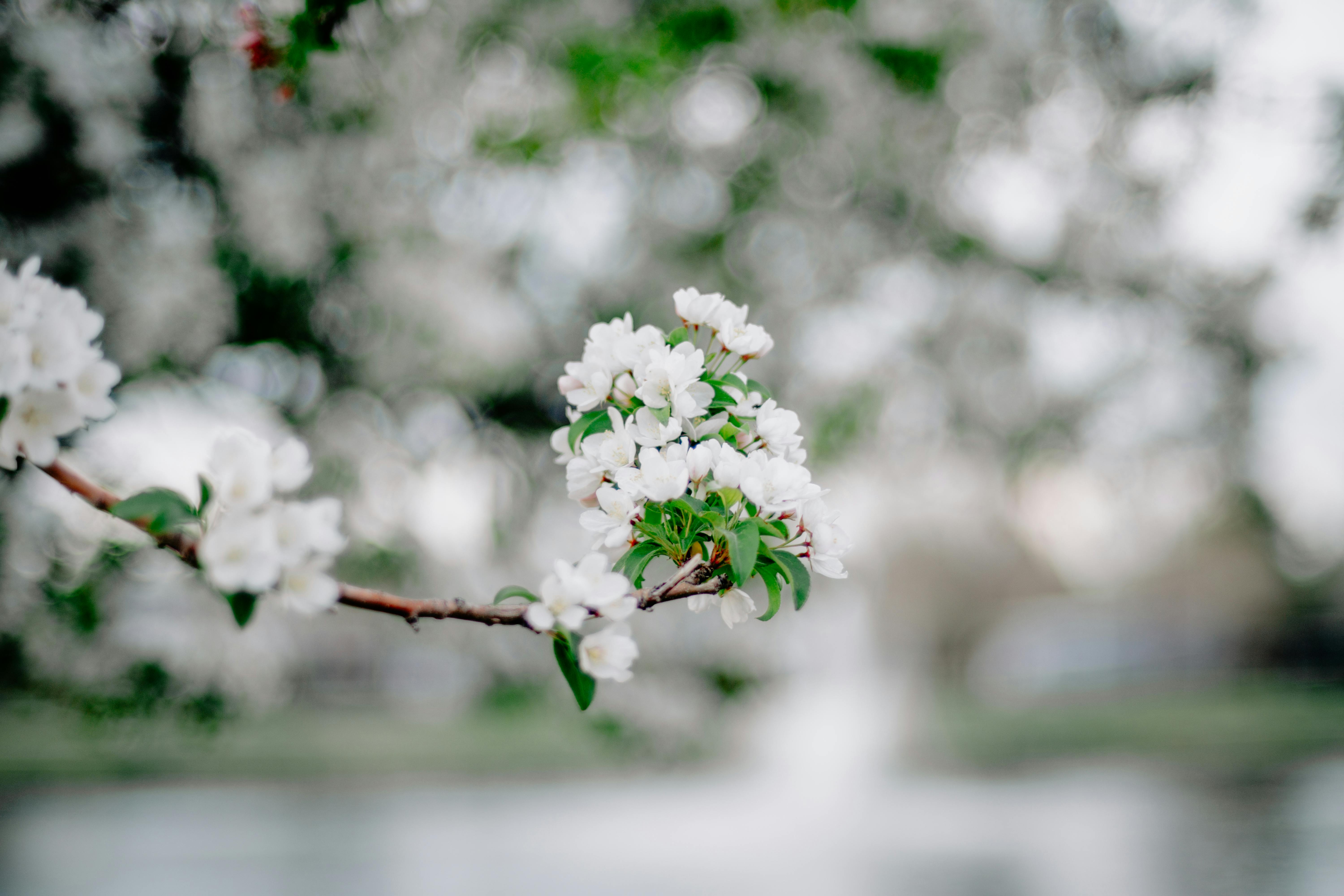 White Blossoms on Branch · Free Stock Photo