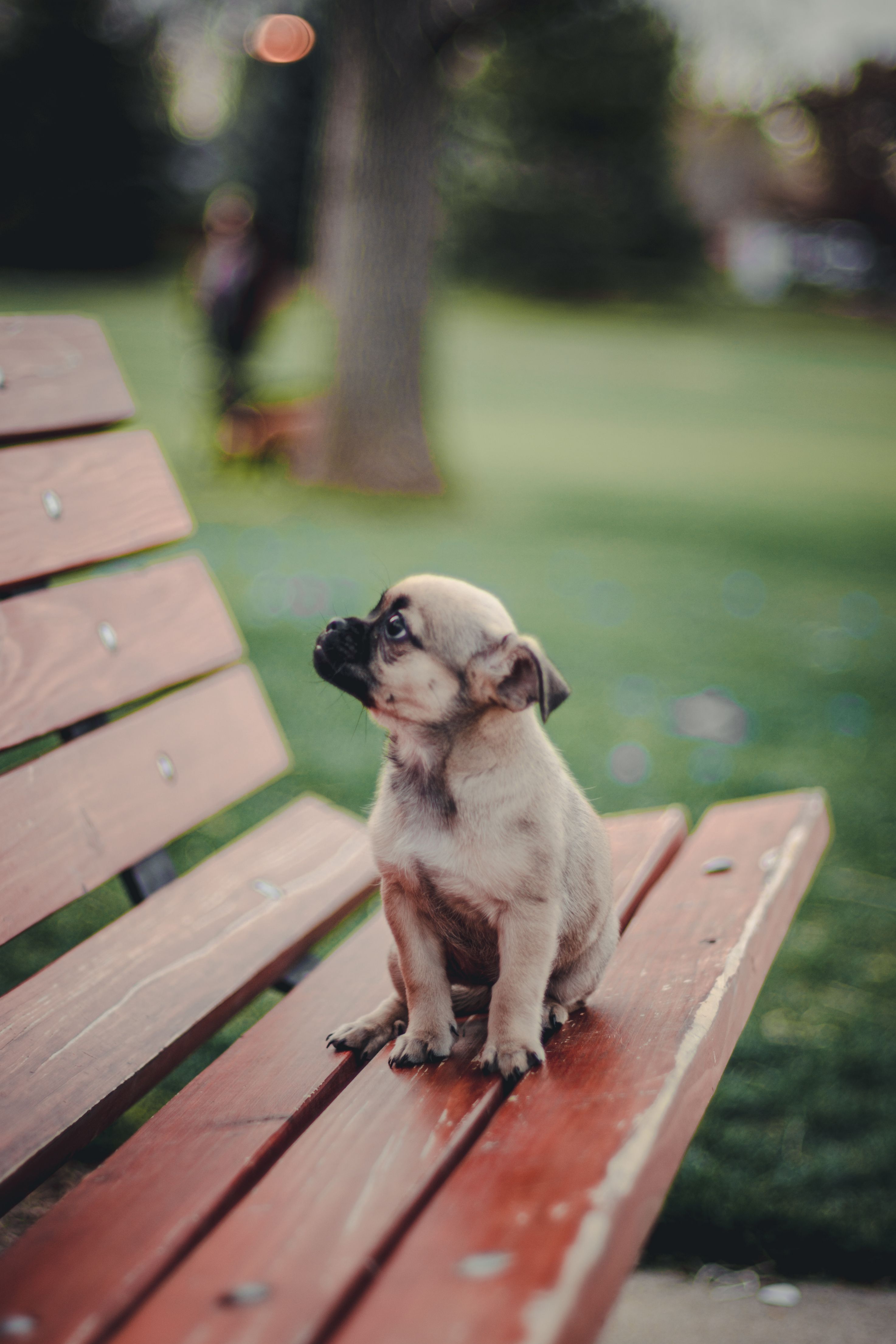Puppy Sitting on Bench · Free Stock Photo