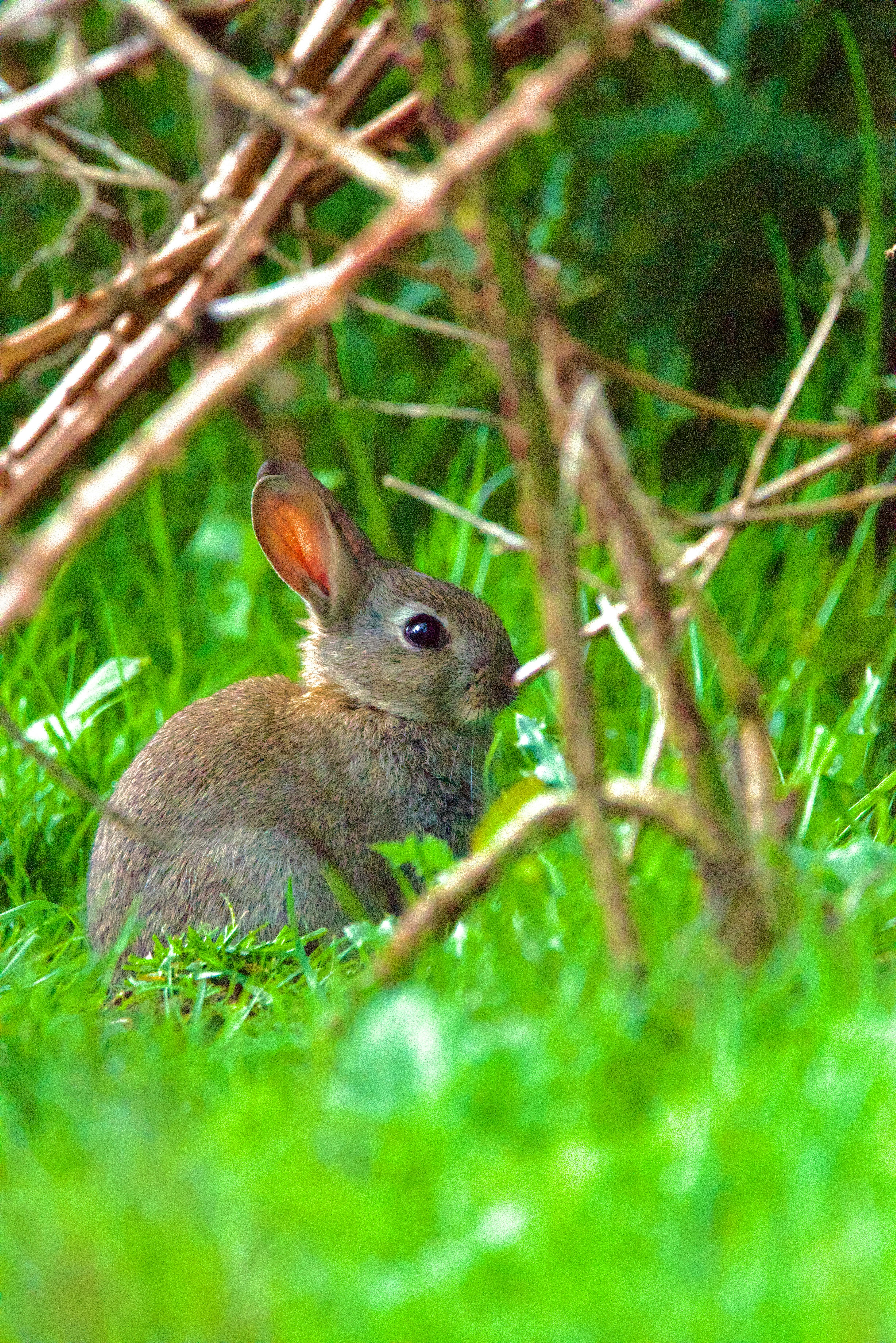 Grass Forest Photos, Download The BEST Free Grass Forest Stock Photos ...