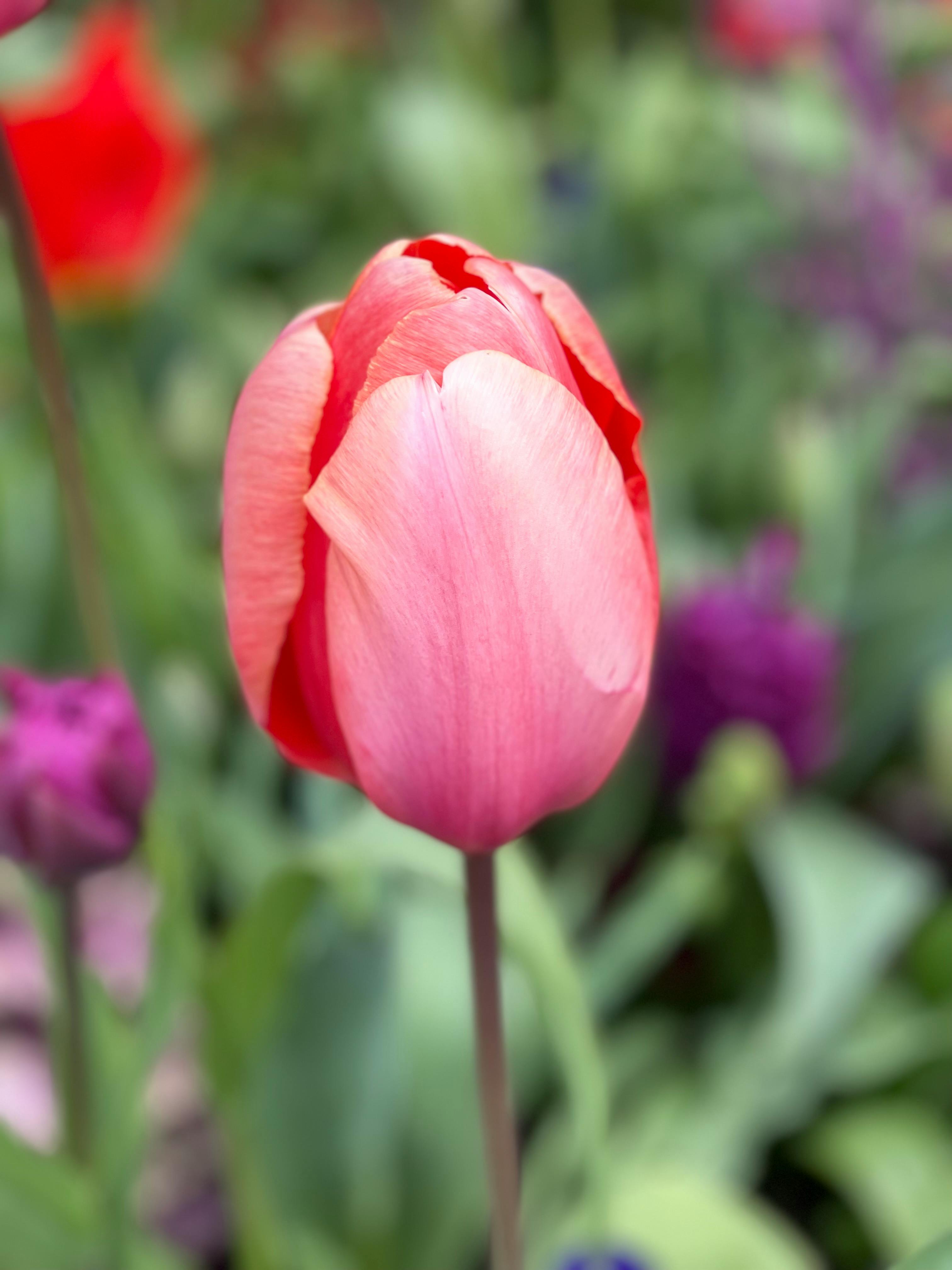 Close up of Red Tulip · Free Stock Photo