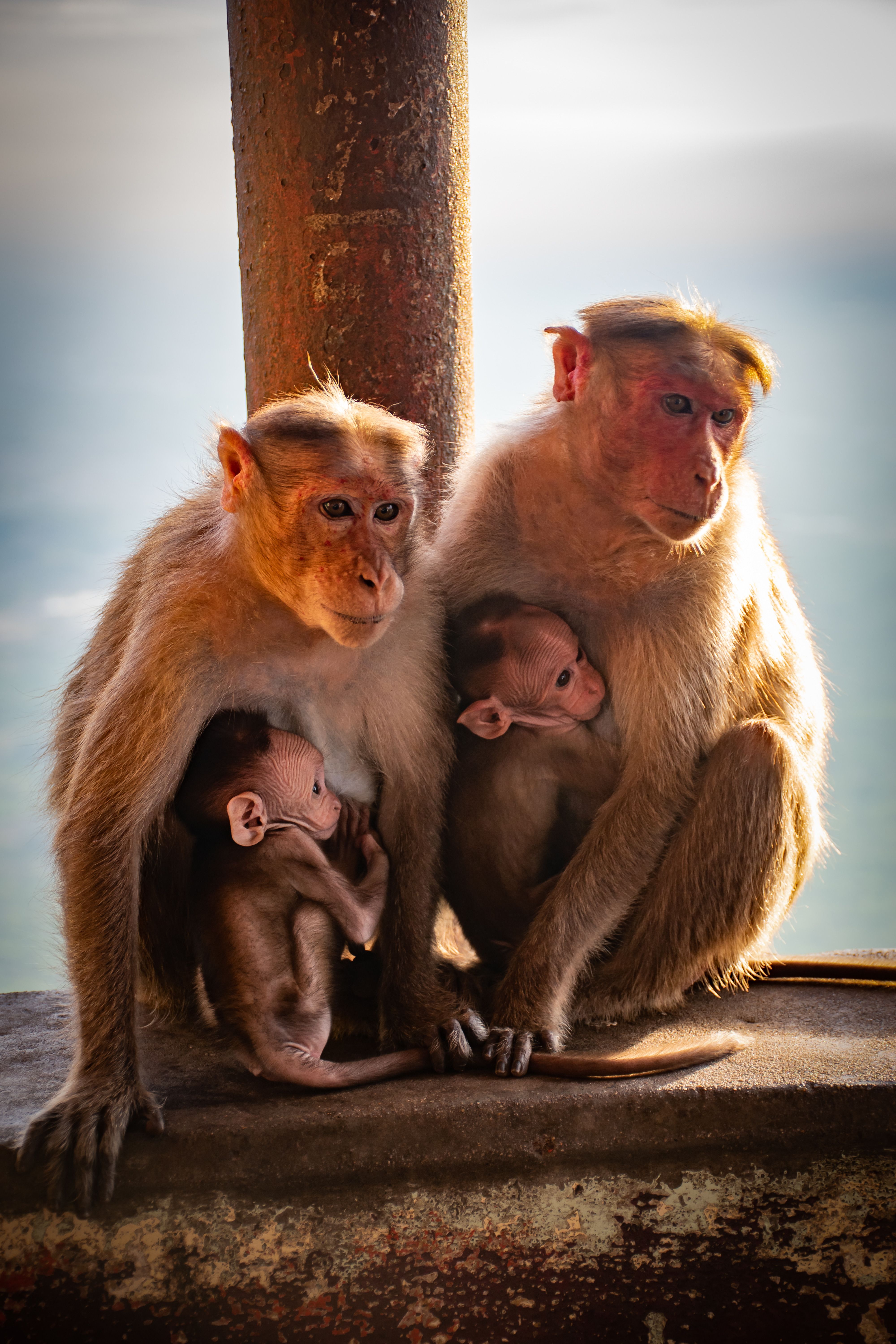 Animals With Babies Photos, Download The BEST Free Animals With Babies ...