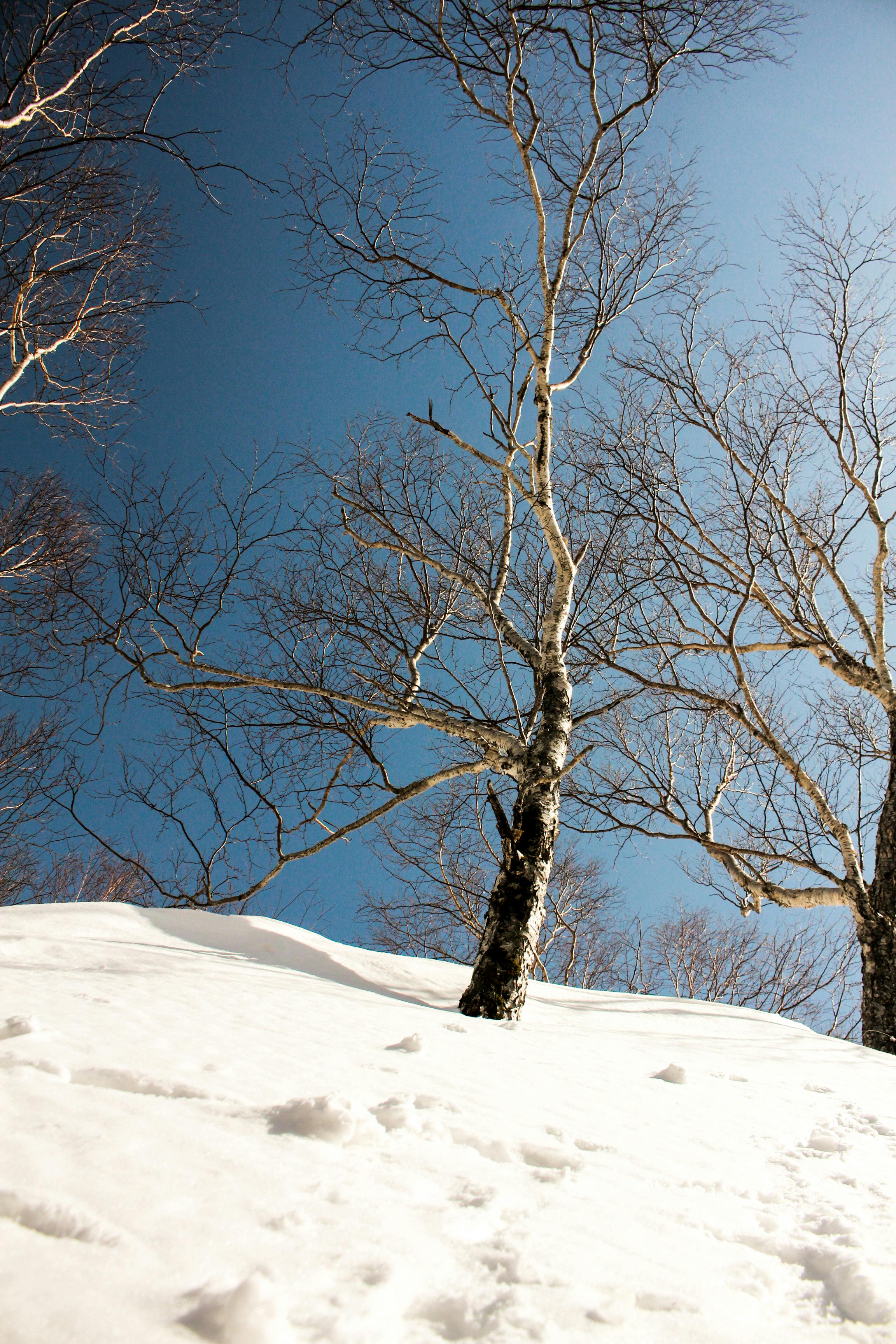 Nature Cold Photos, Download The BEST Free Nature Cold Stock Photos ...