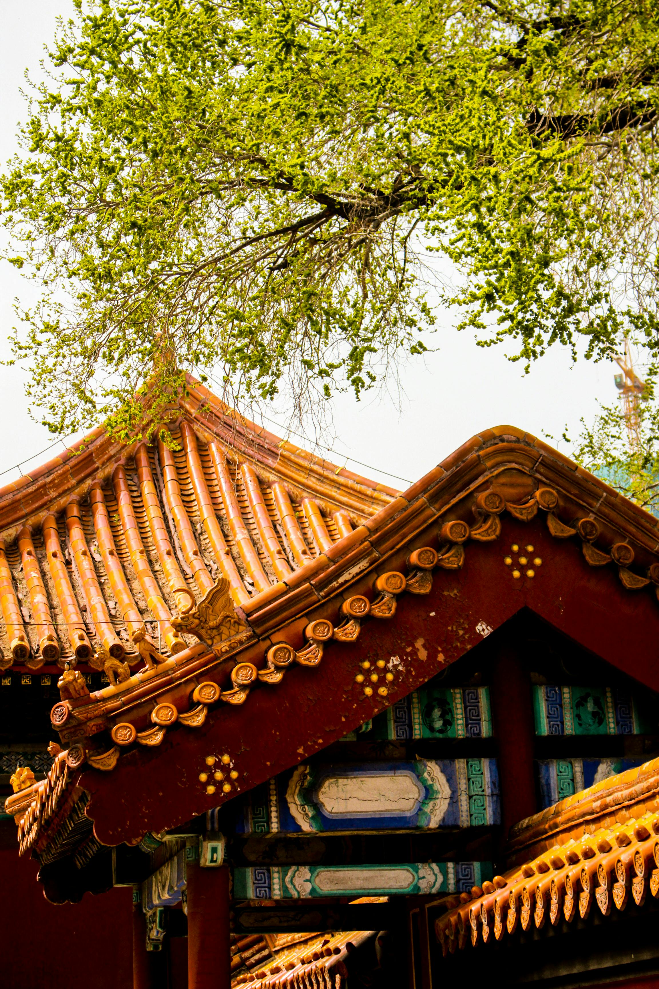 A Traditional Asian Roof · Free Stock Photo