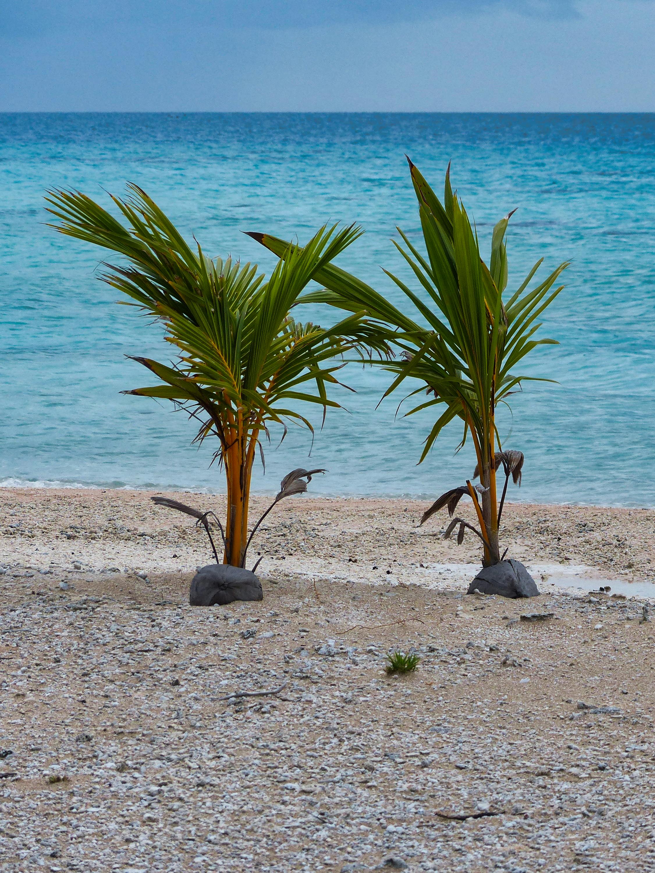 View Two Small Palm Trees on a Beach · Free Stock Photo