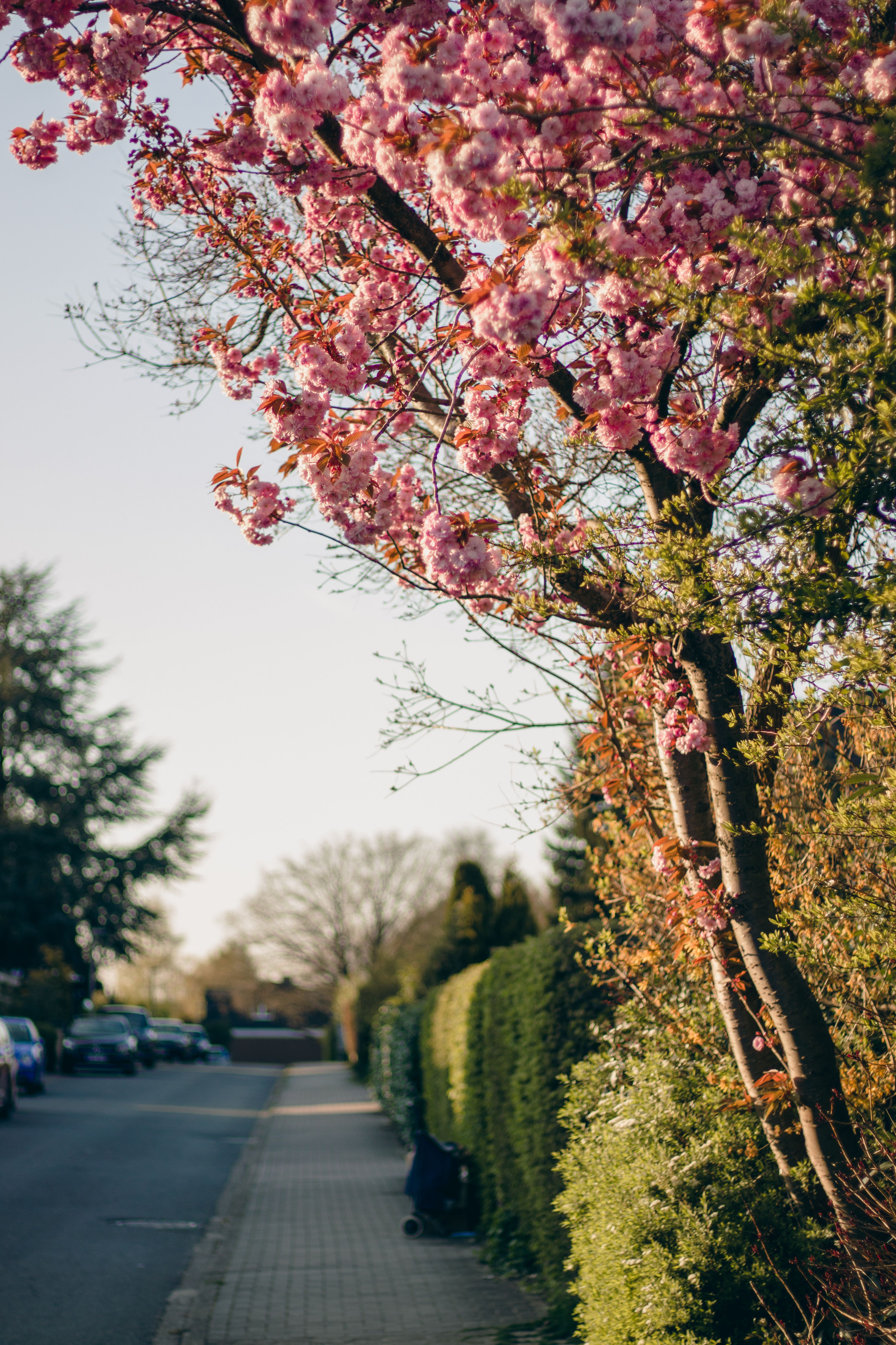 Blooming Tree by a Street · Free Stock Photo