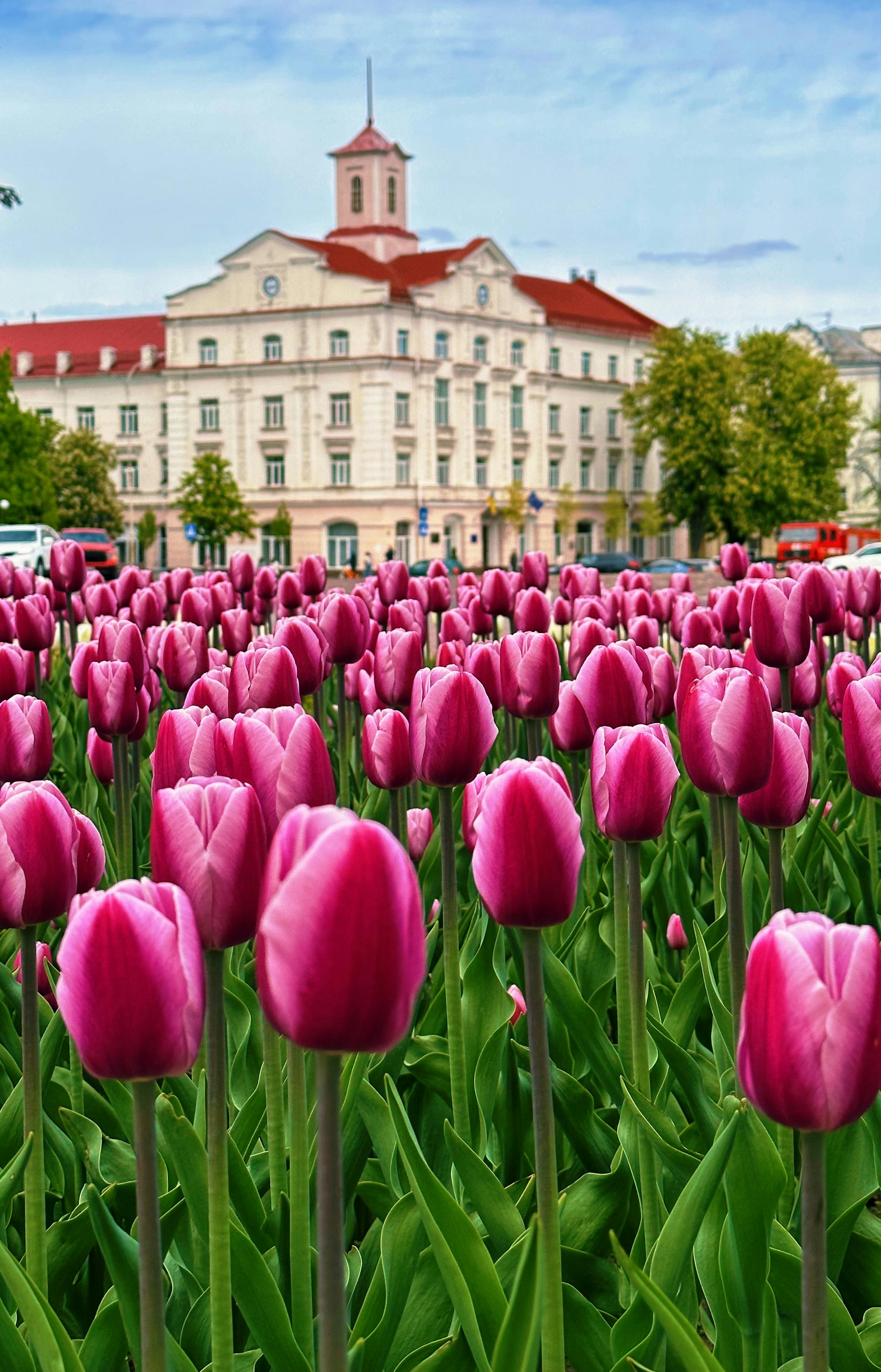 Pink Tulips in front of a Building · Free Stock Photo