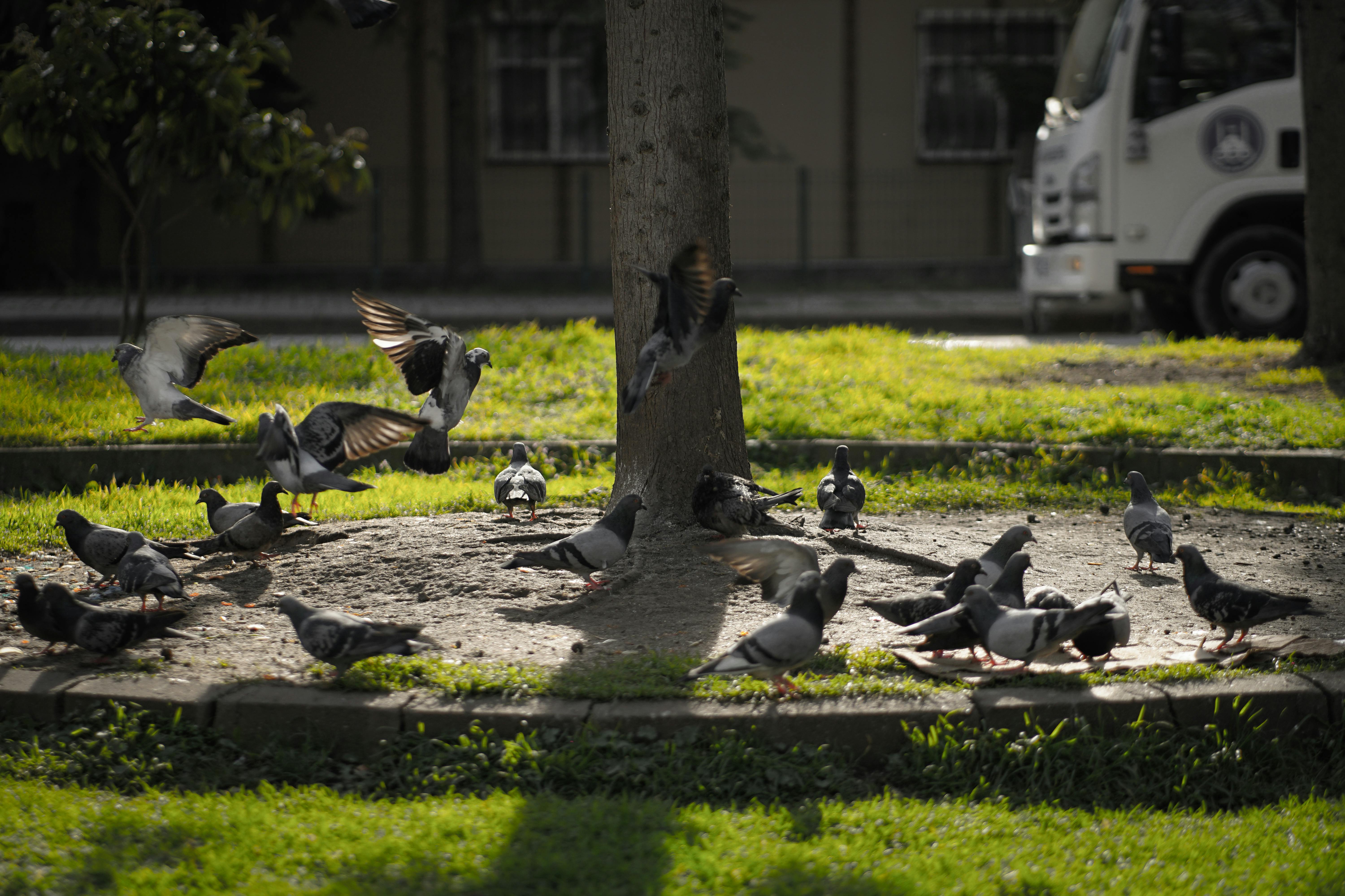 Pigeons around Tree in Park · Free Stock Photo