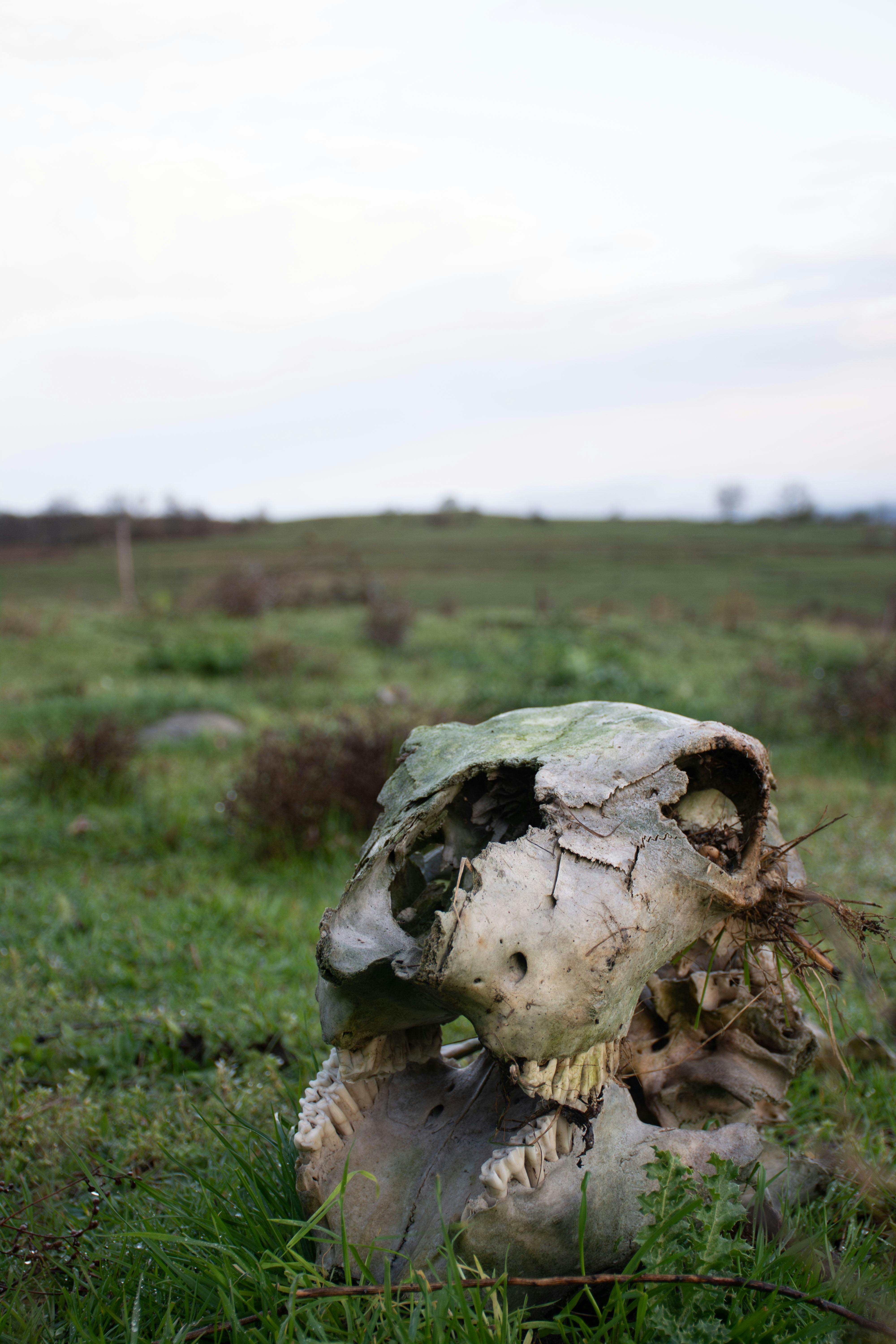 Animal Skull on Grass · Free Stock Photo