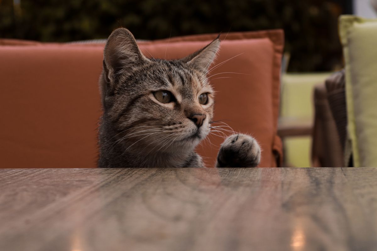 Funny Cat Desktop Wallpaper Photos, Download The BEST Free Funny Cat ...