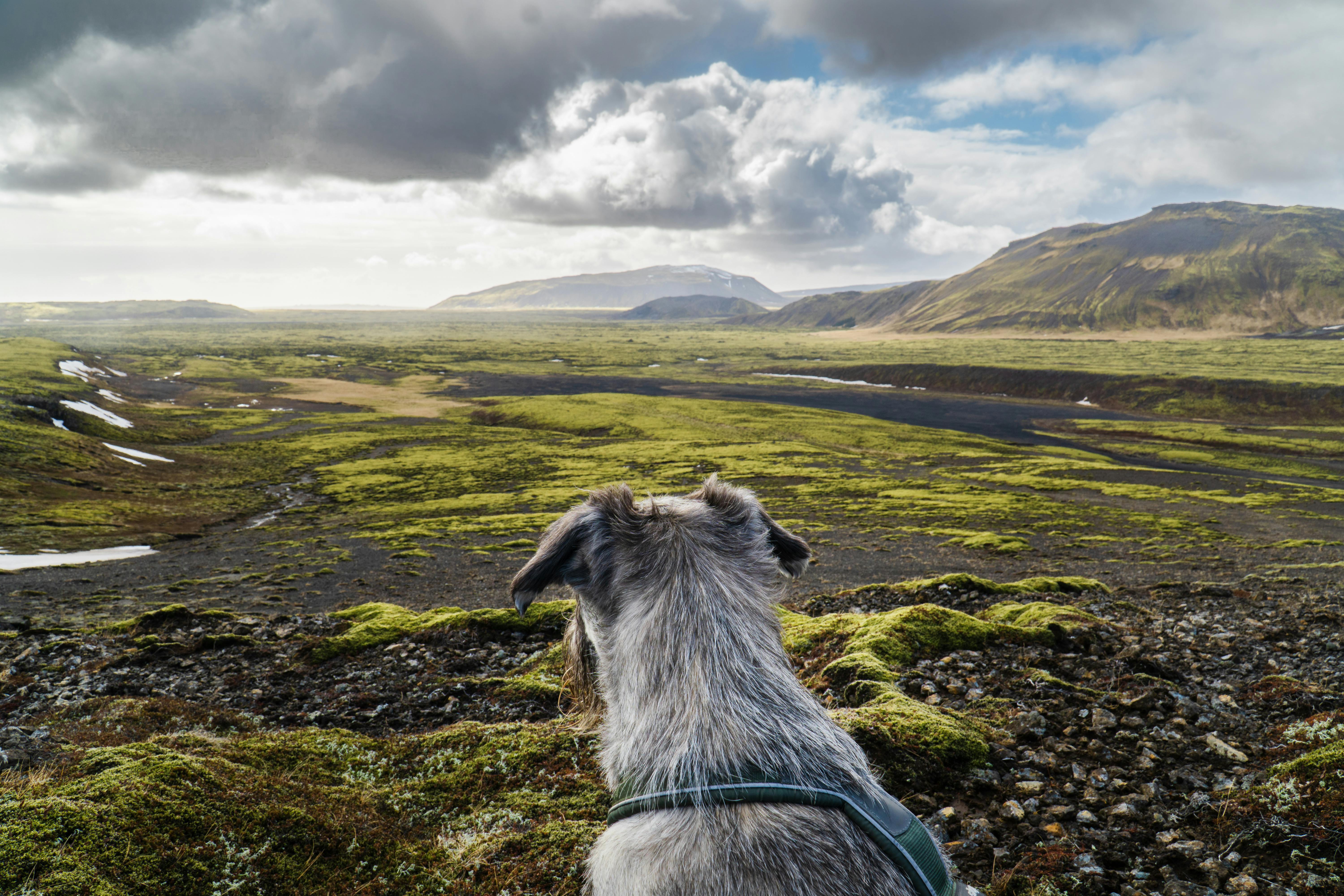 Back View of a Dog Looking at Mountainous Landscape under Stormy Clouds ...
