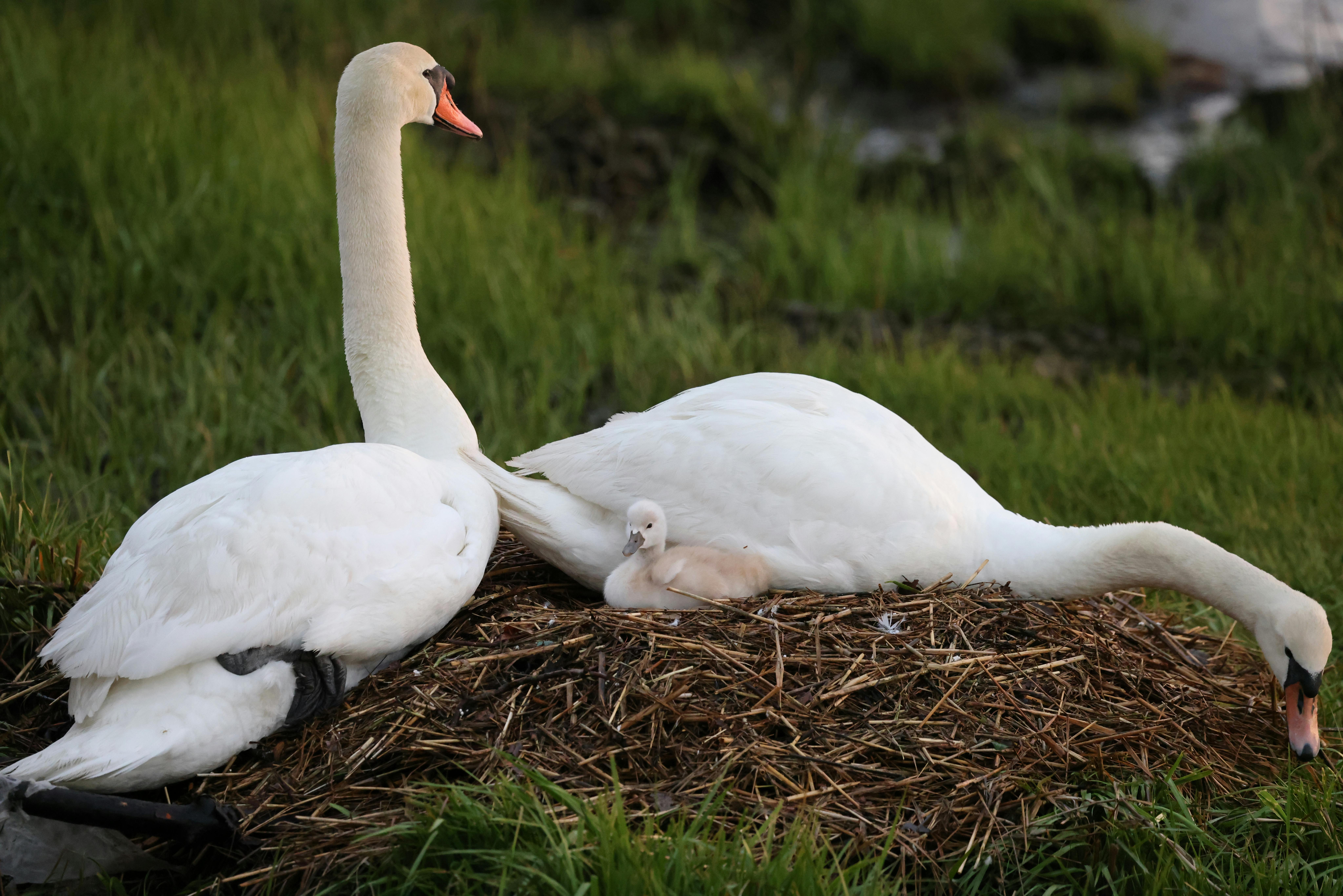 Swans and Cygnet in Nest · Free Stock Photo