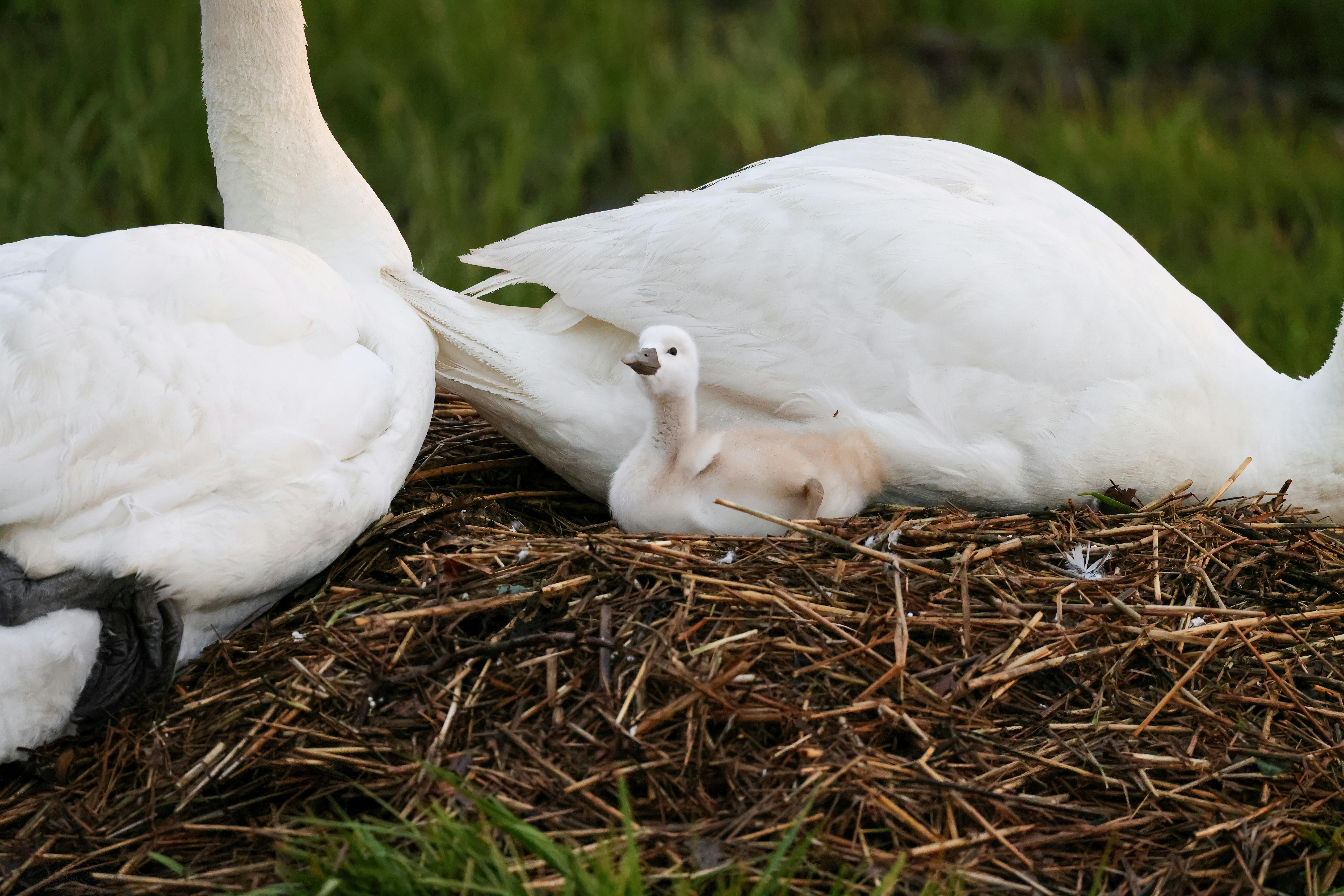 Cygnet and Swans · Free Stock Photo