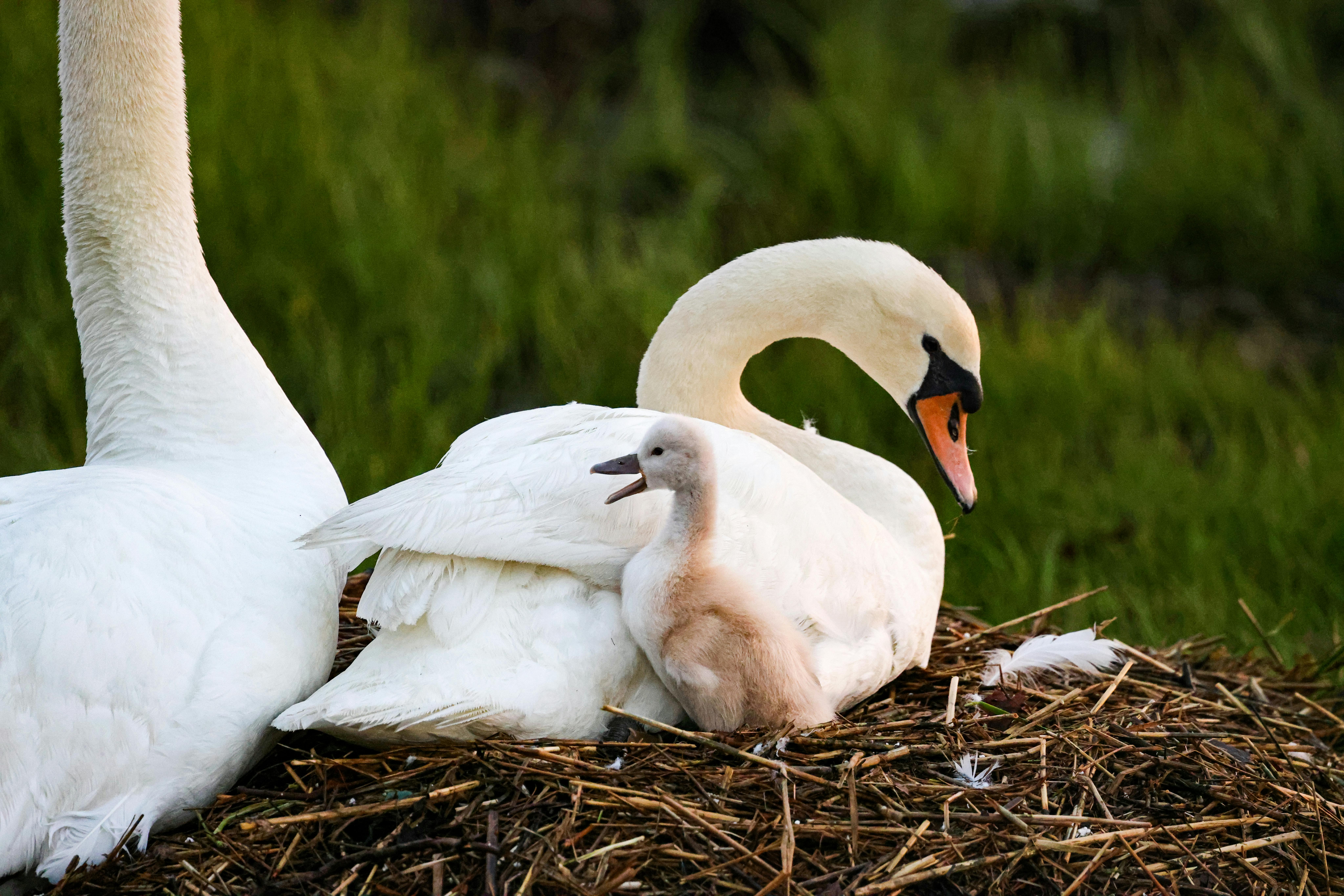 Swans and Cygnet · Free Stock Photo
