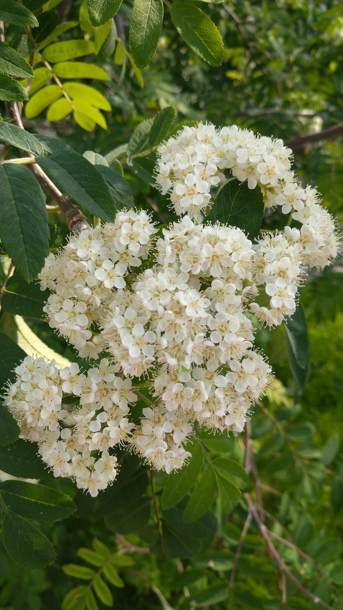 Japanese Rowan Photos, Download The BEST Free Japanese Rowan Stock ...