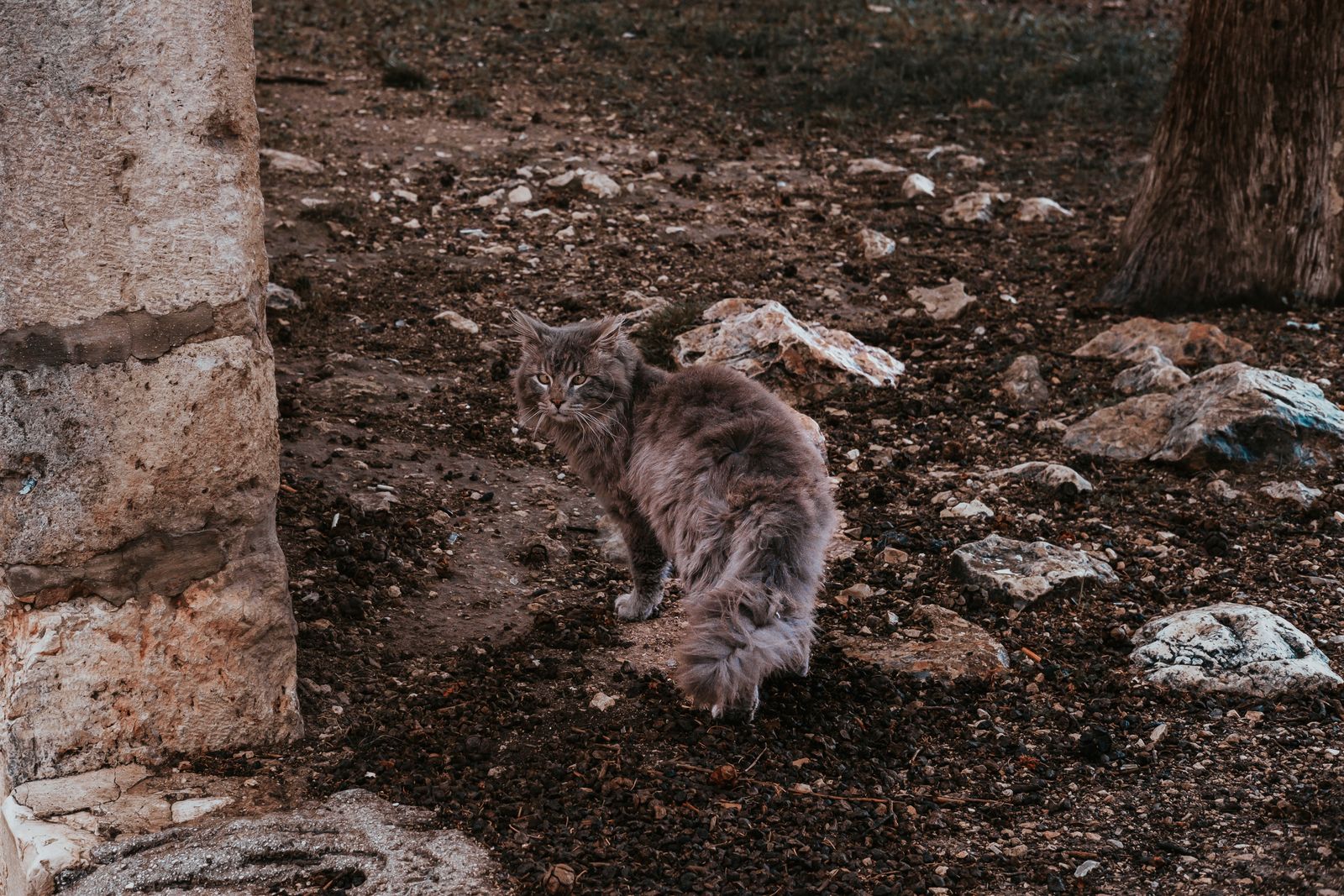 Landscape Cat Wallpaper Photos, Download The BEST Free Landscape Cat ...