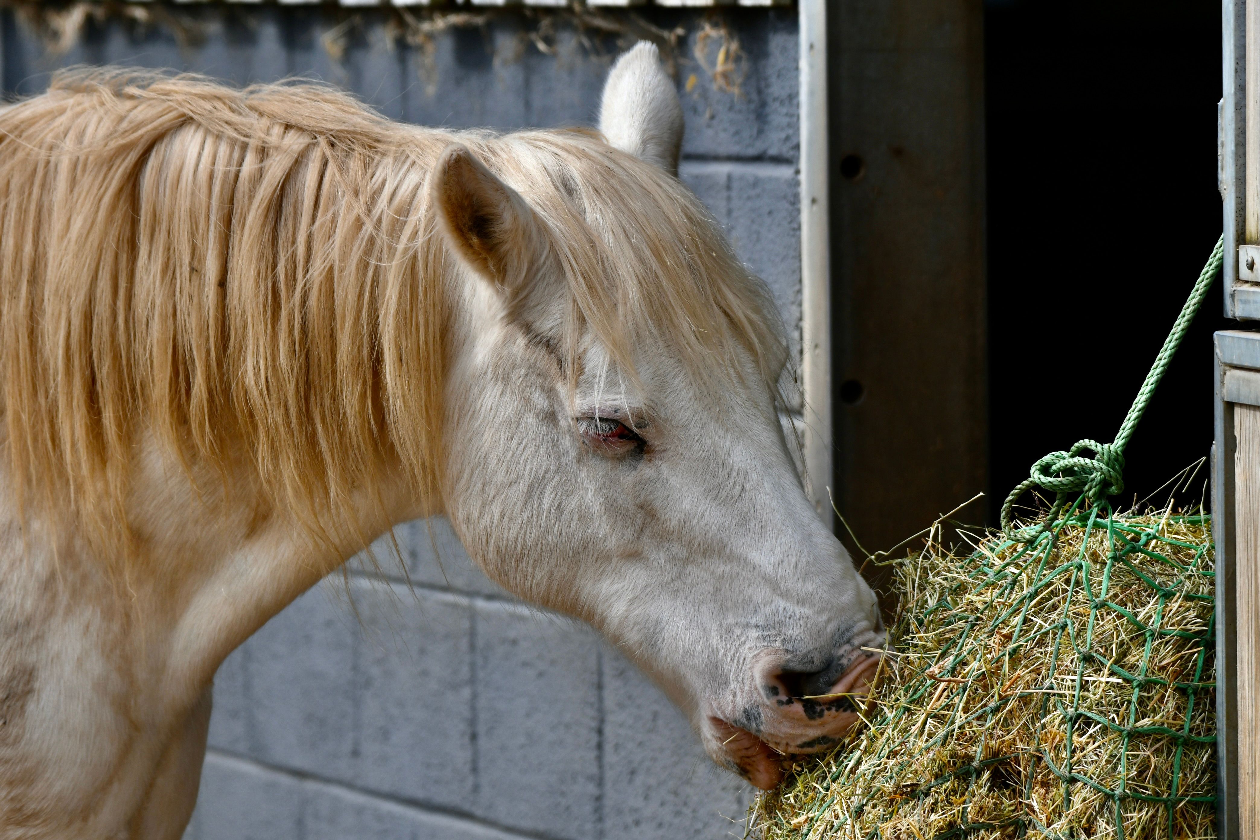 A horse eating hay from a feeder in a stable · Free Stock Photo