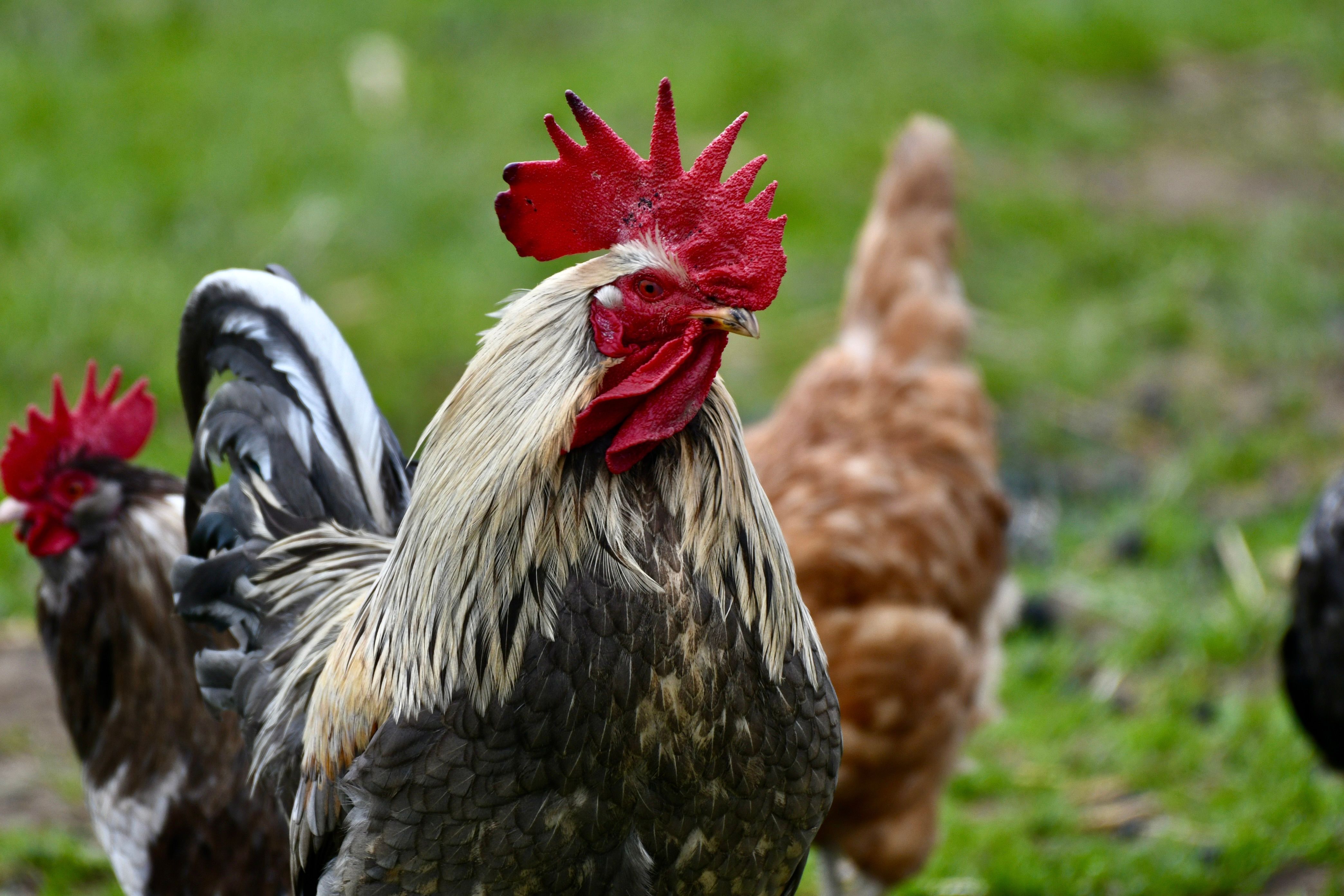 Foto de stock gratuita sobre animal, césped, cubertería, enfoque ...