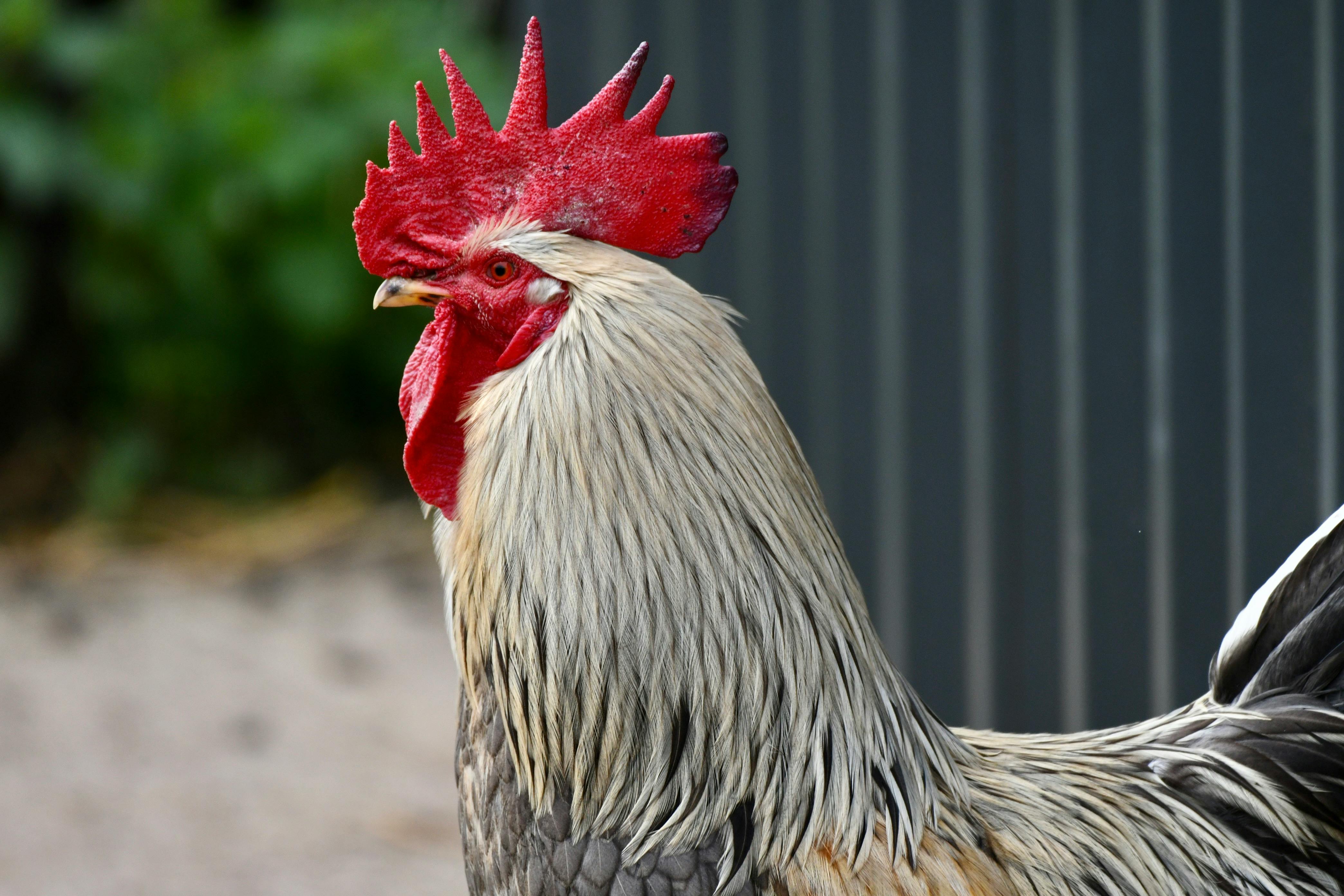 Close up of Rooster · Free Stock Photo